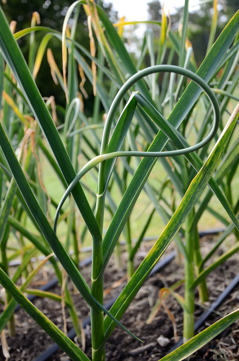 Top Tips for Harvesting Garlic Scapes Successfully