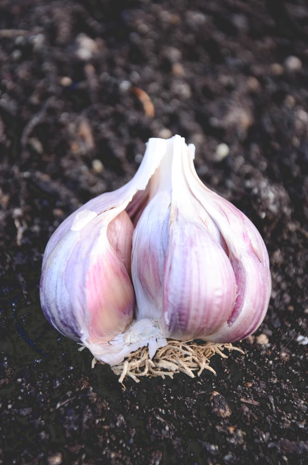 A Step-by-Step Guide to Plant Garlic and The Benefits