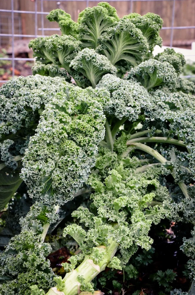 Crops That Can Grow in Winter and How To Make Them Thrive