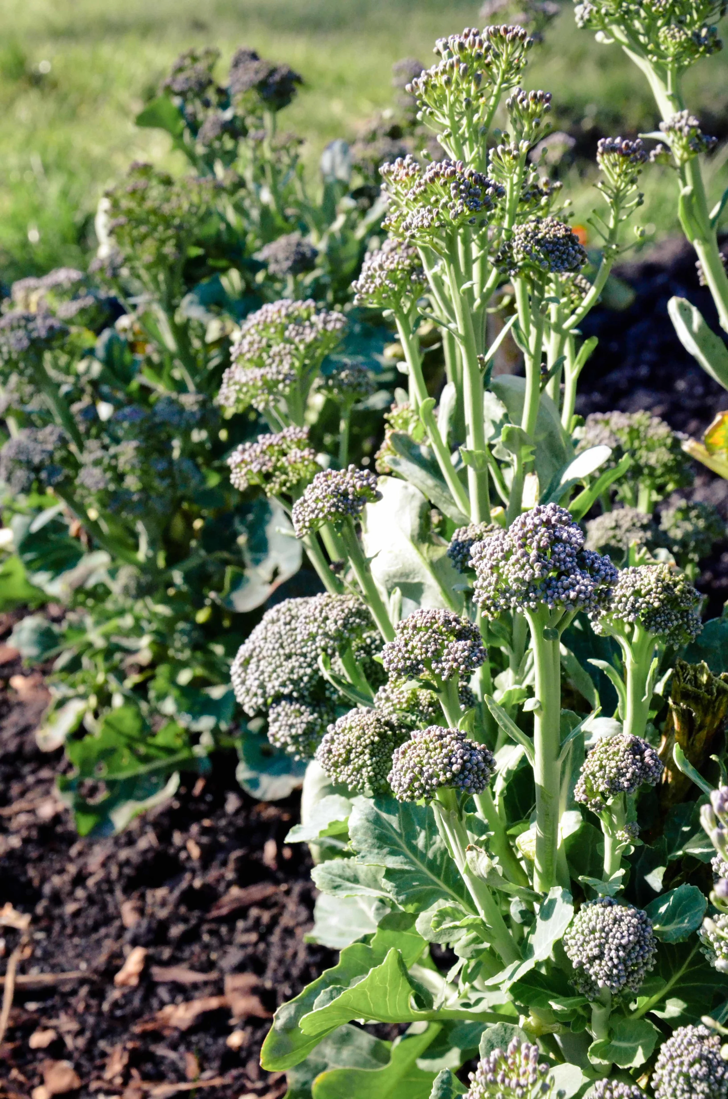 Crops That Can Grow in Winter and How To Make Them Thrive