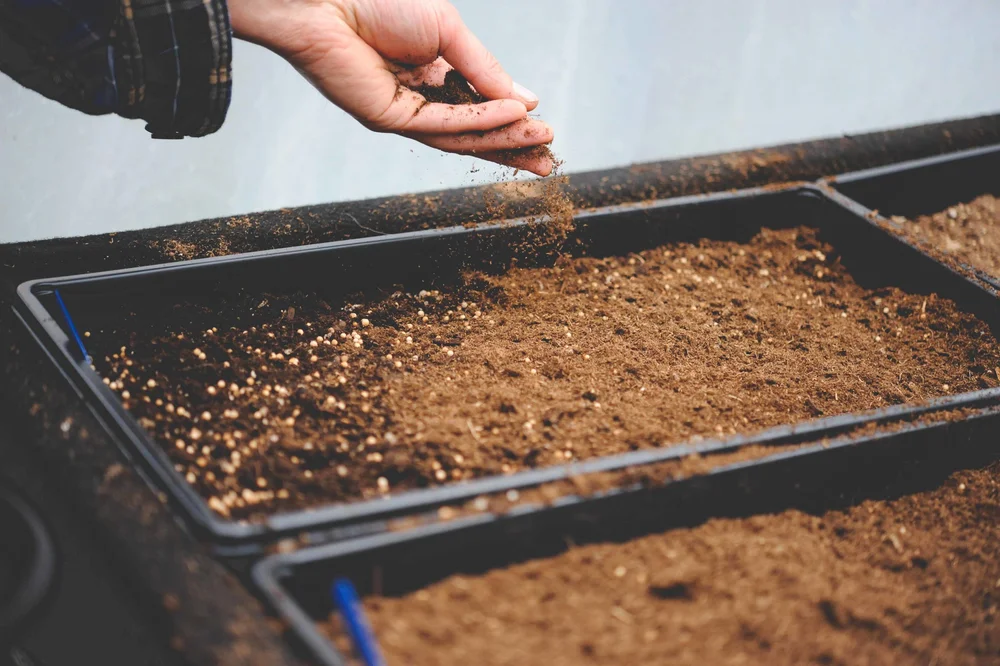 Everything You Need to Know About Microgreen Production