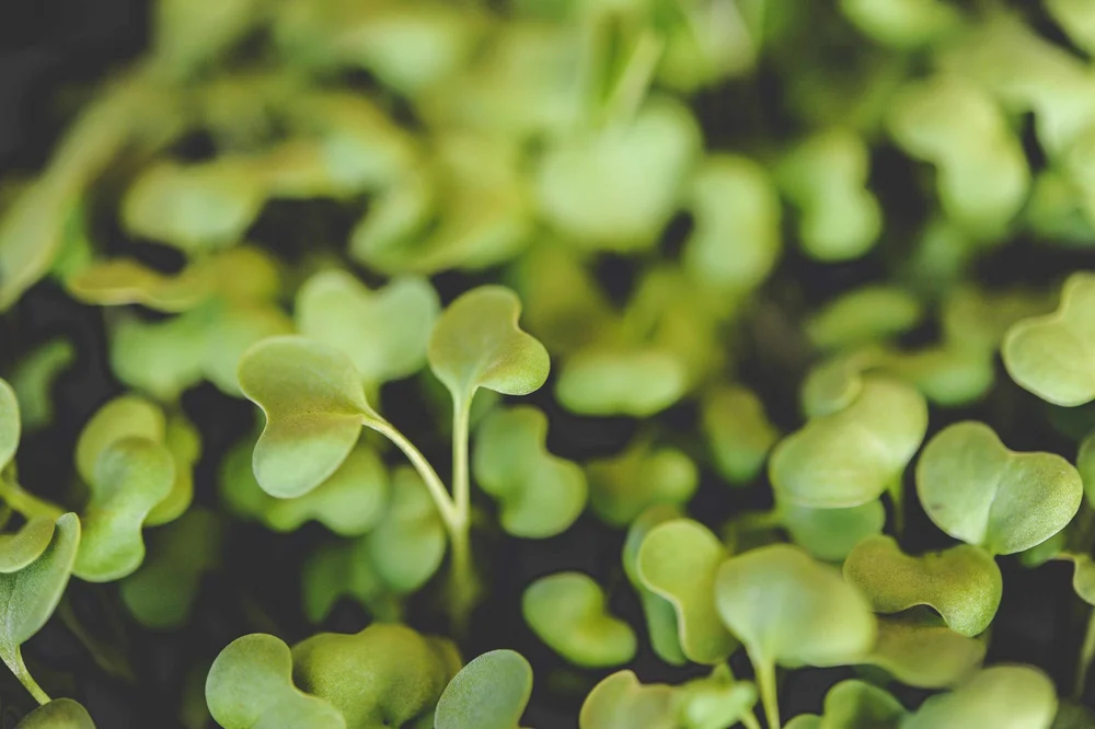 Everything You Need to Know About Microgreen Production