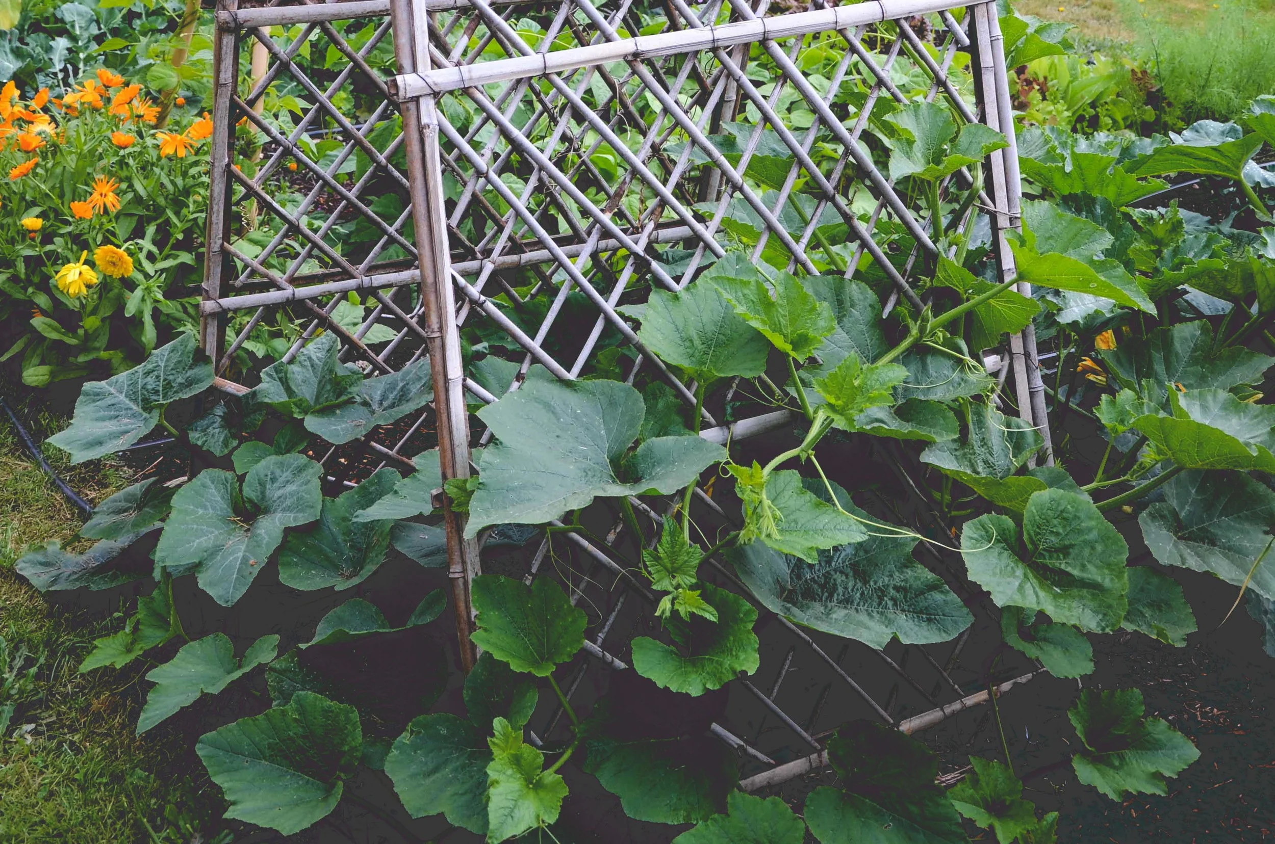 Butternut Squash Plant