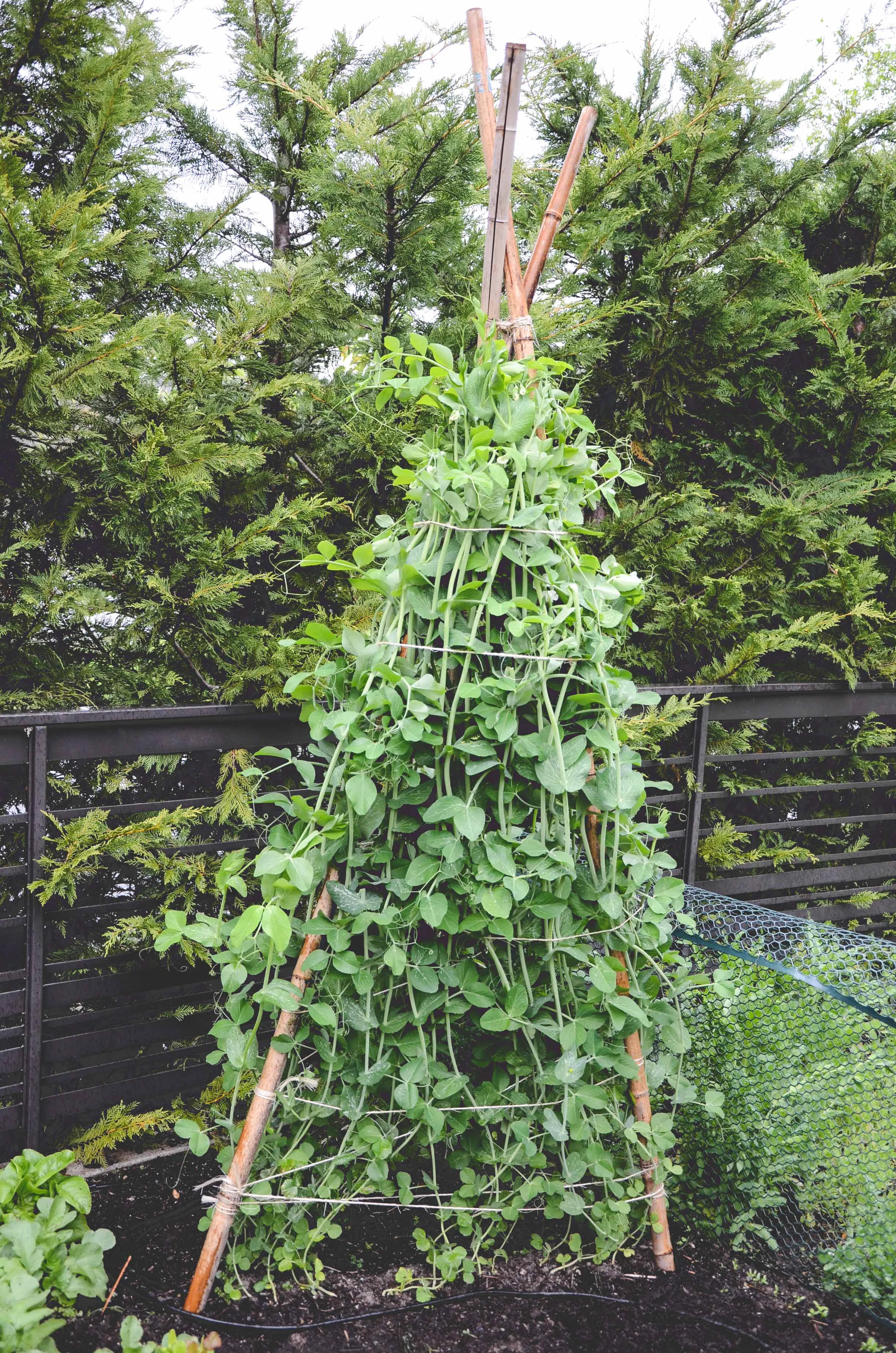 Train Your Peas! — Seattle Urban Farm Company - Garden trellises and ...