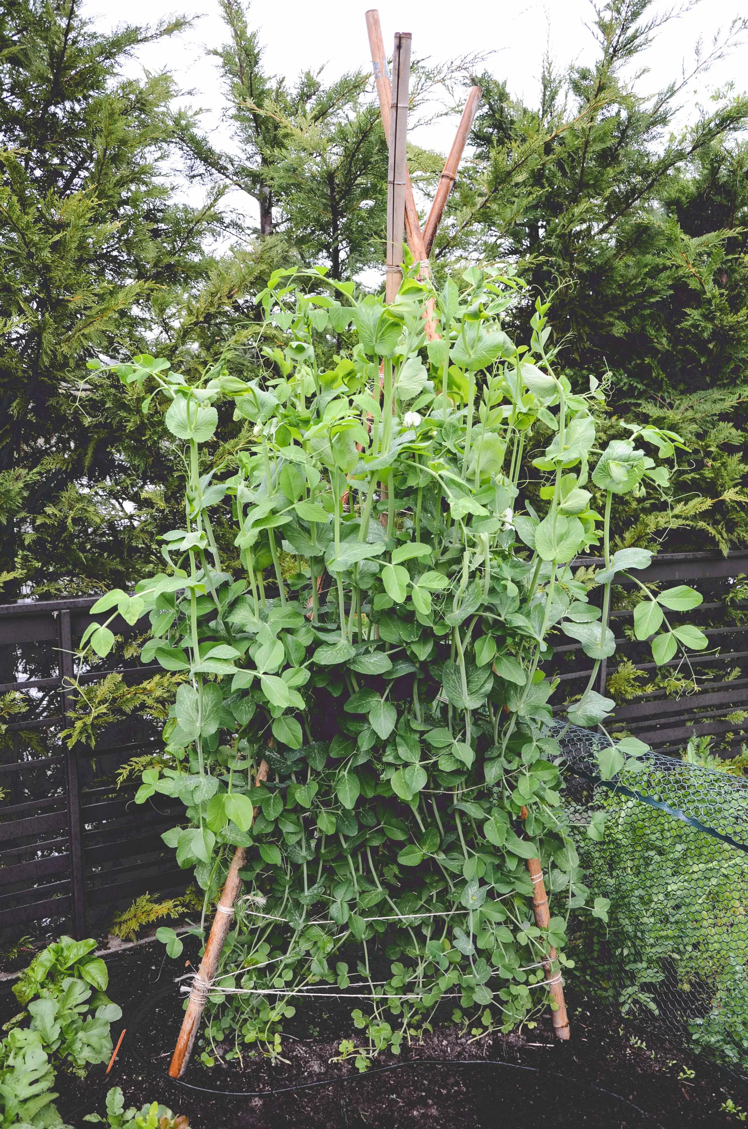 Master the Art of Pea Farming for Abundant Harvests!
