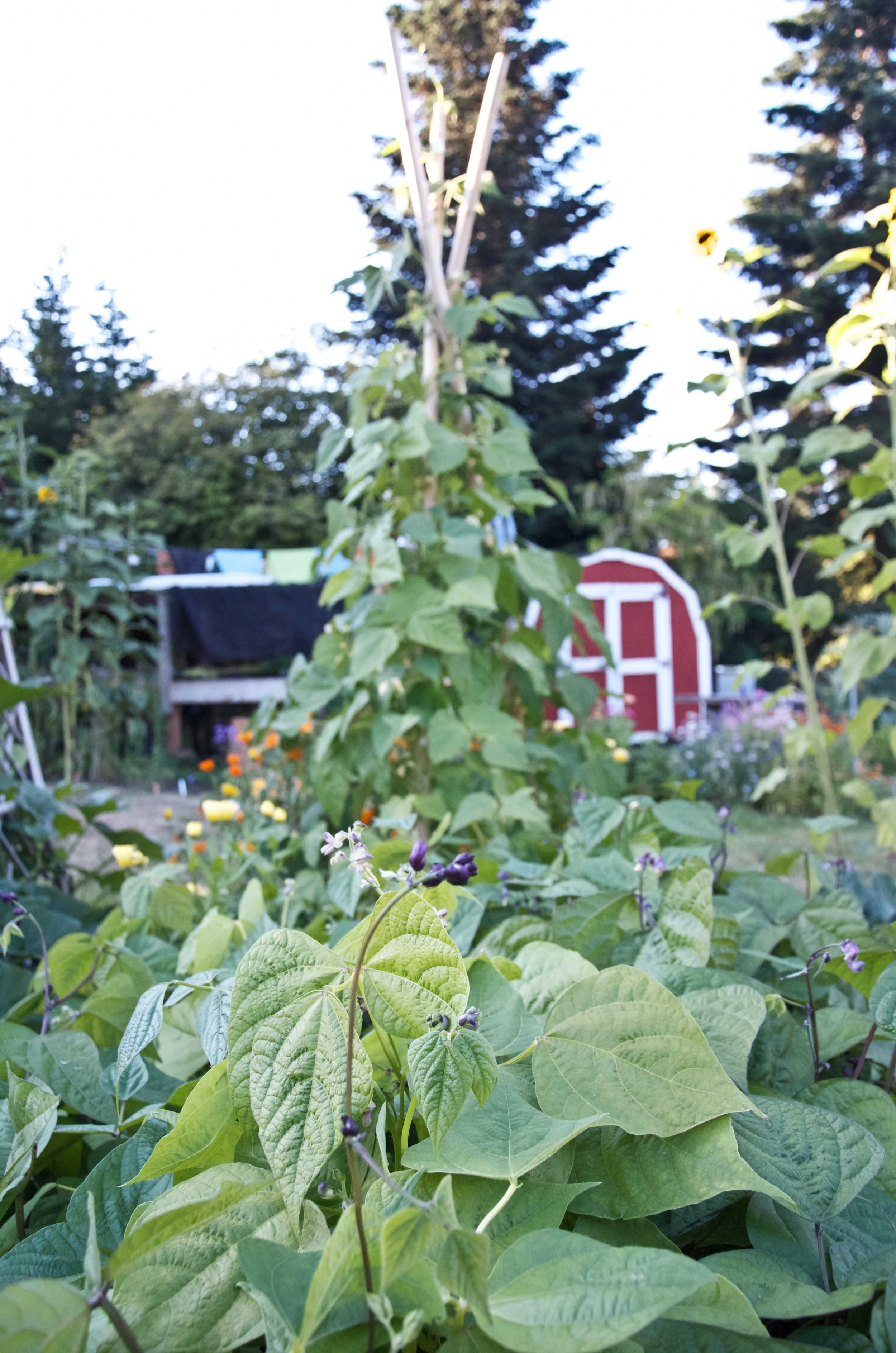 Photo Tutorial for DIY Construction Bamboo Tripod Trellis