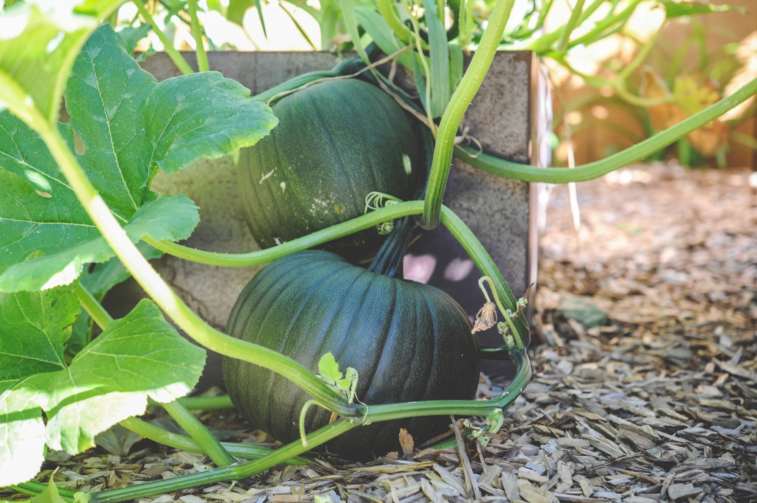 Simple Ways to Harvest Winter Squash For Your Farm House