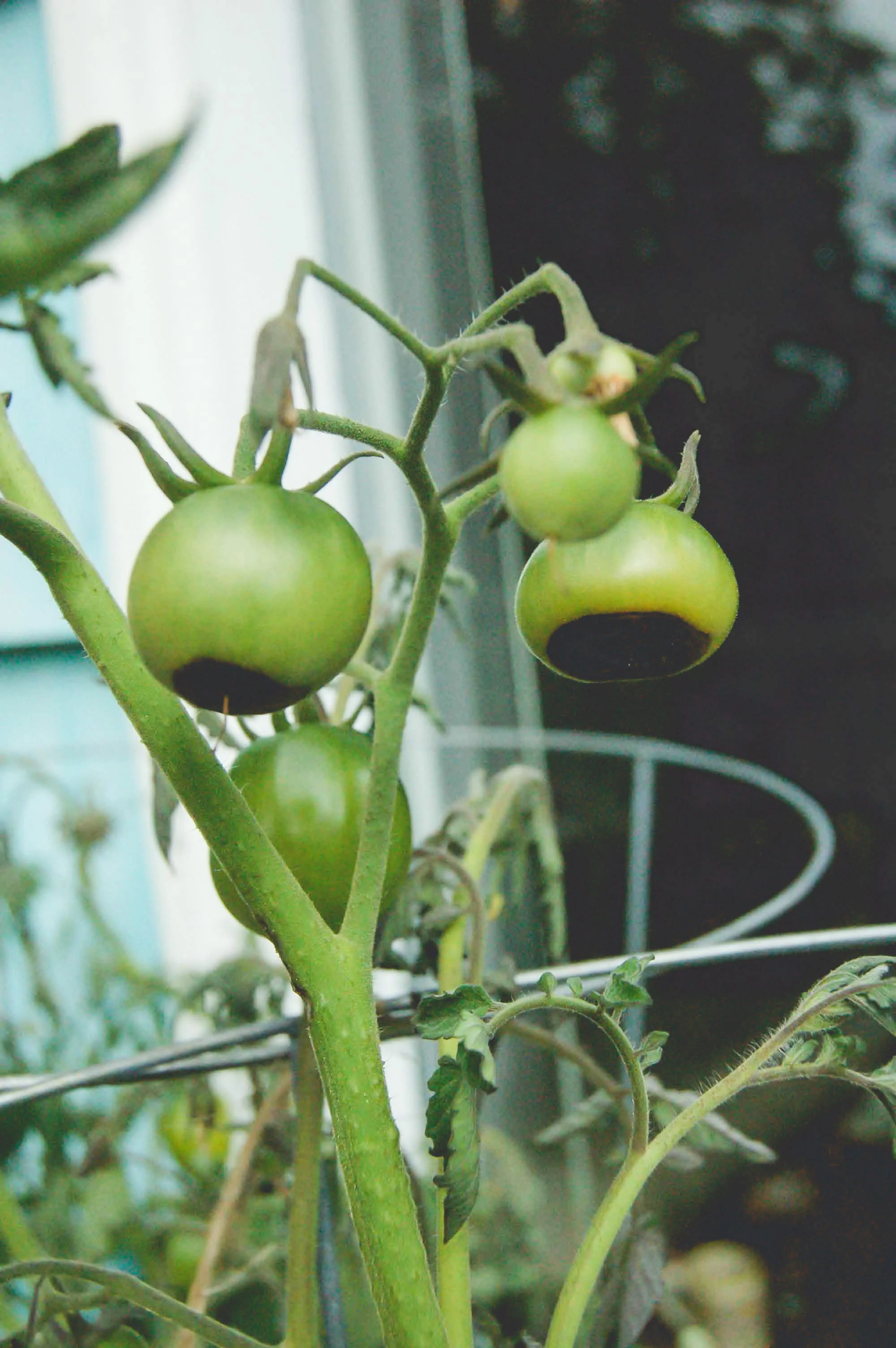 Ways to Prevent the Impact of Blossom End Rot in the Garden