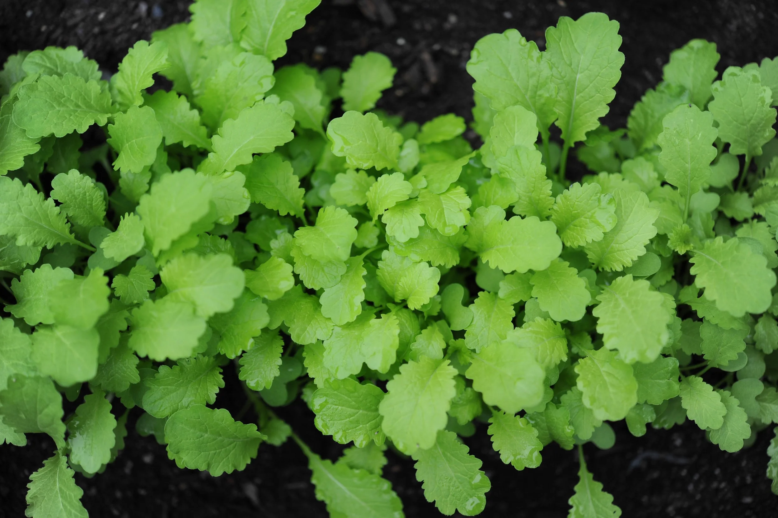 Top Mustard Greens Varieties Picks for Your Farm Garden
