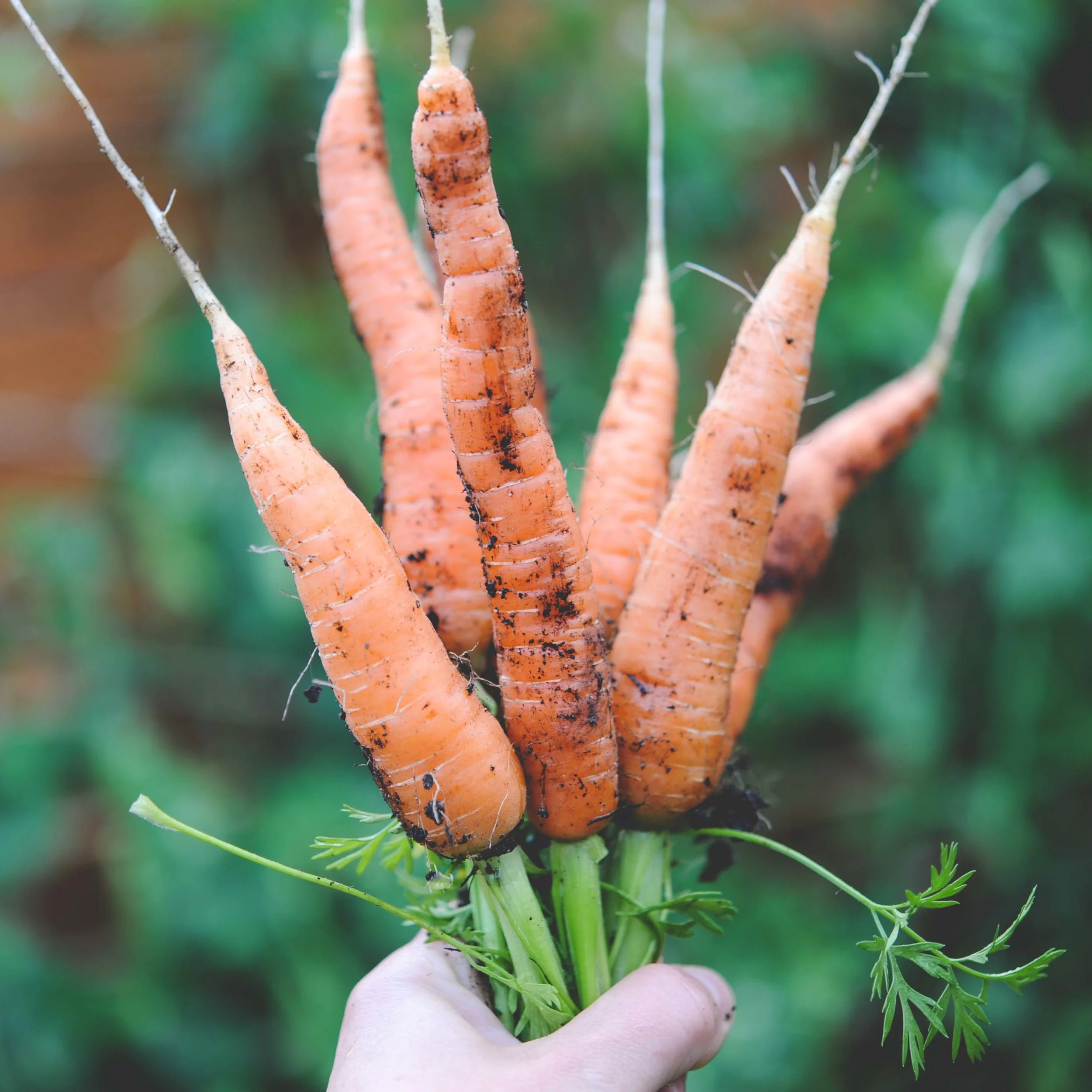 List of Stand-out Varieties From This Past Season.