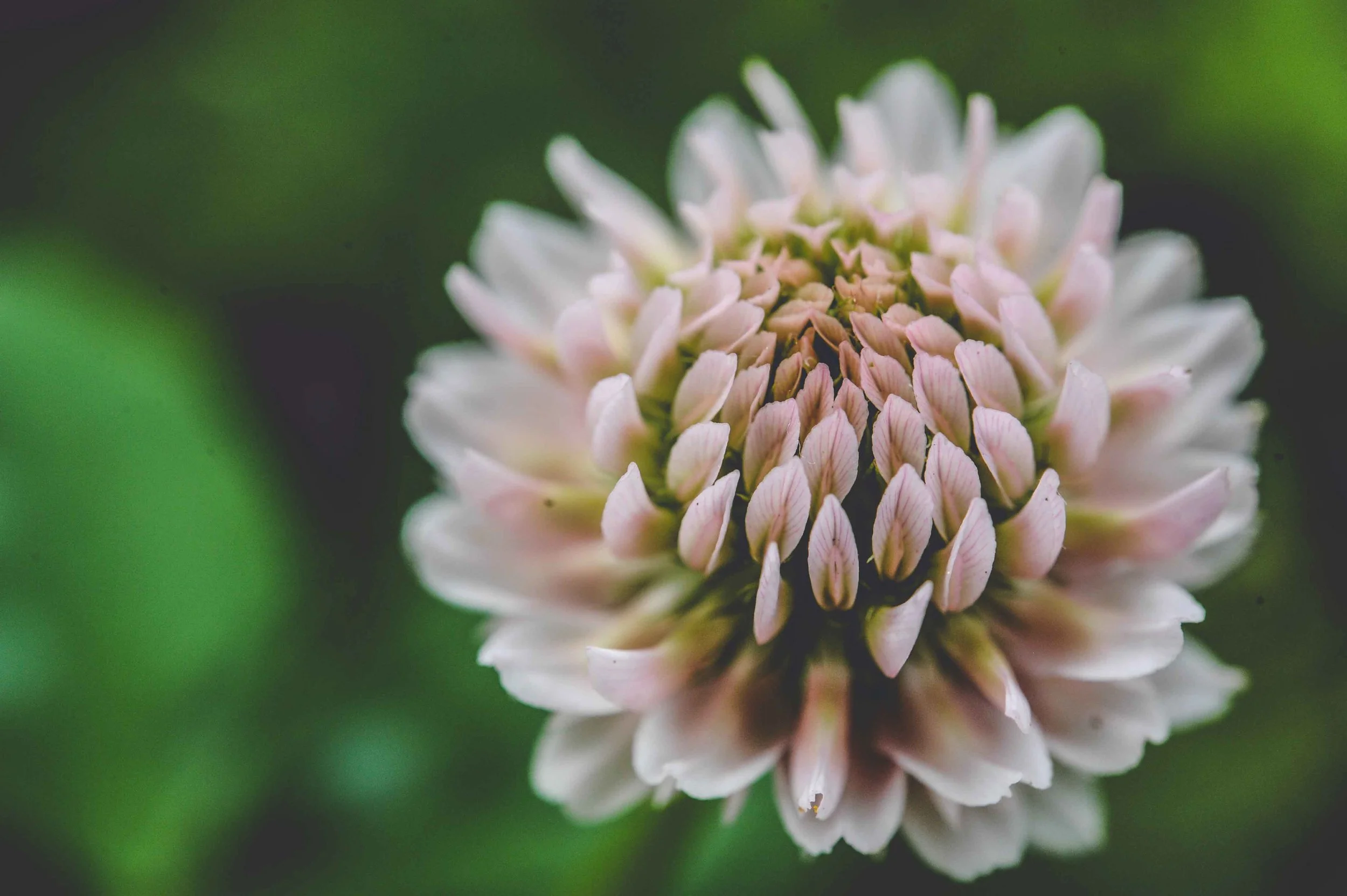 A List of Edible and Beneficial Weeds | Seattle Urban Farm Co.