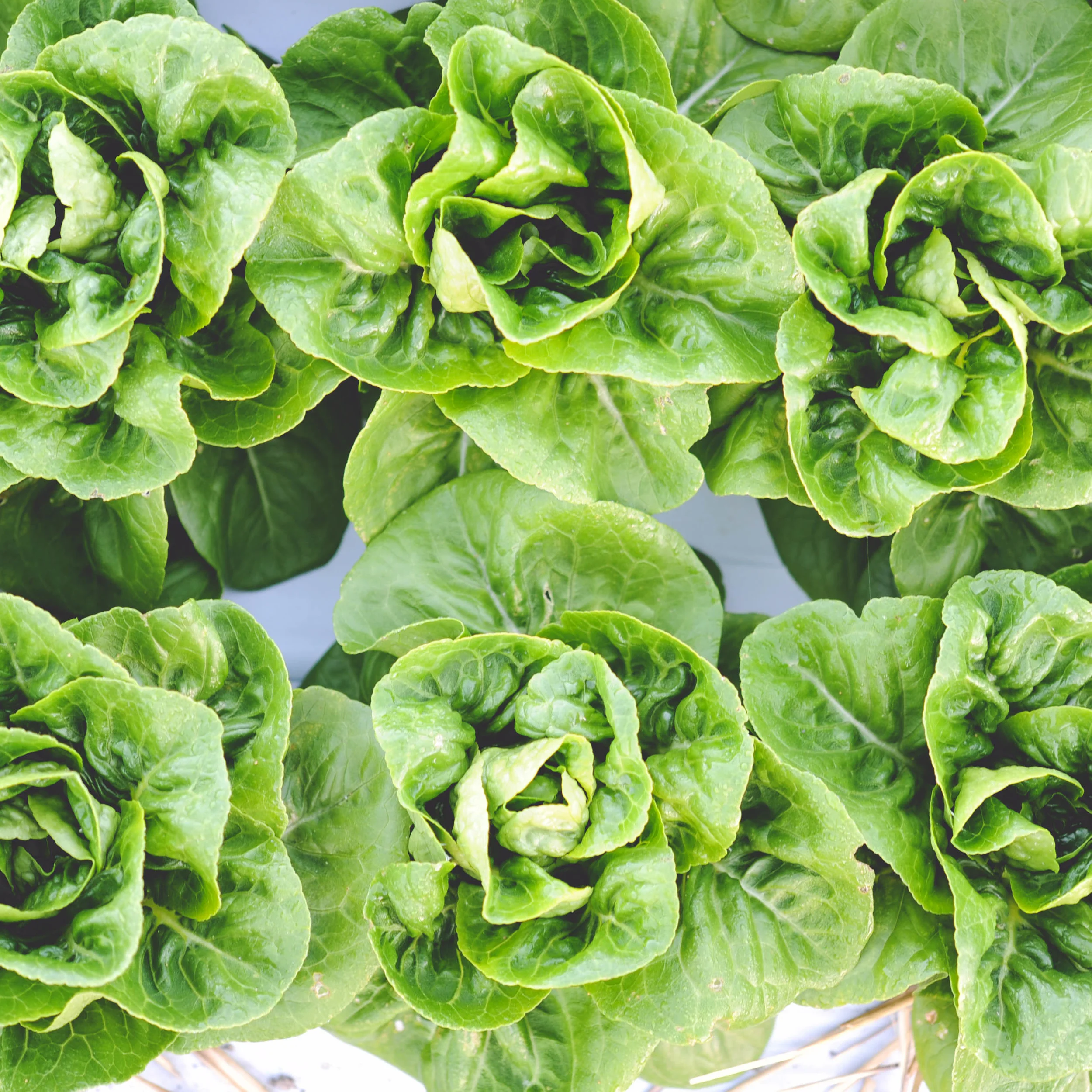 Tips to Grow a Planting Calendar For Home Gardeners