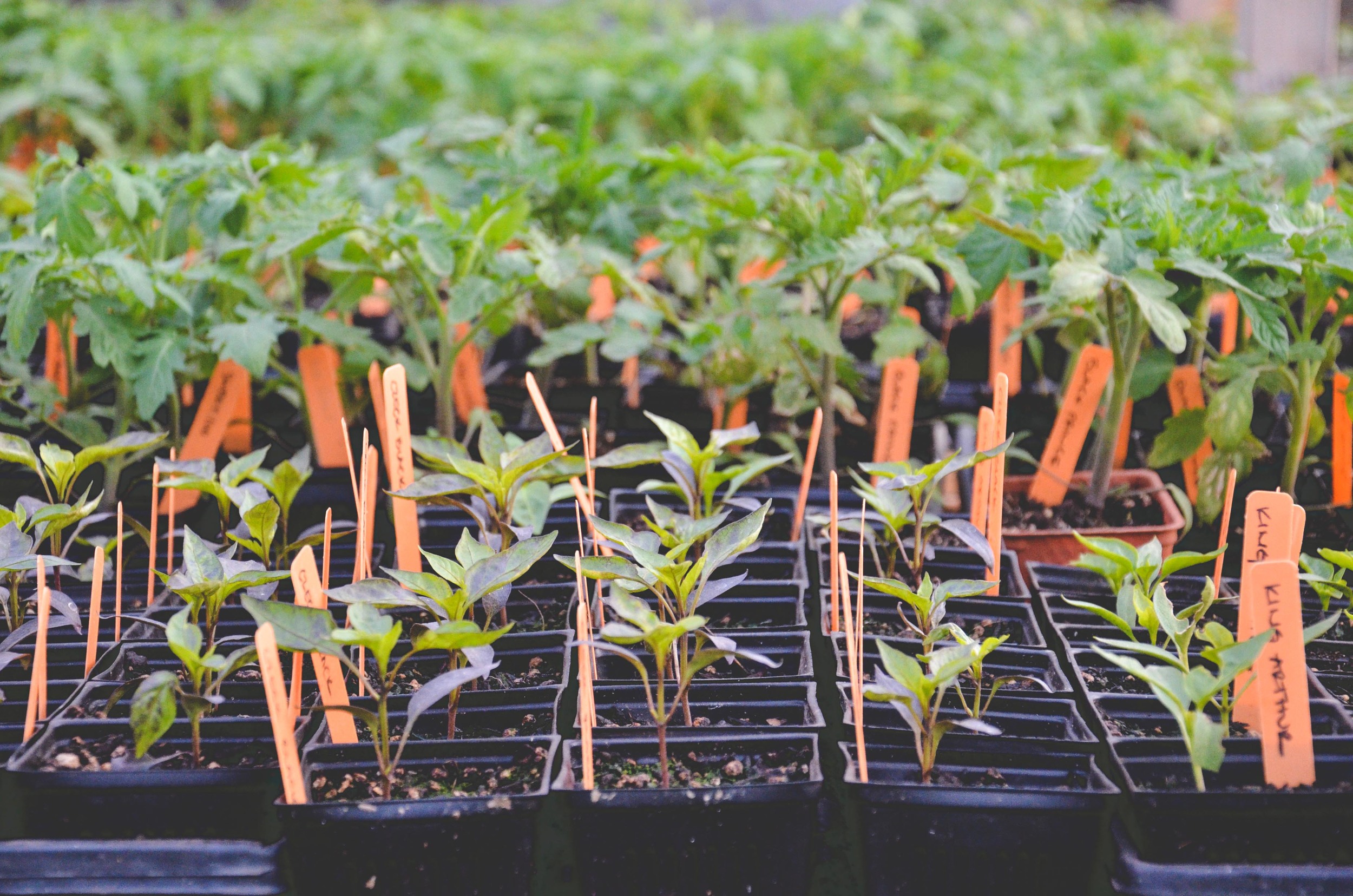 Encyclopedia Botanica Podcast — Seattle Urban Farm Company