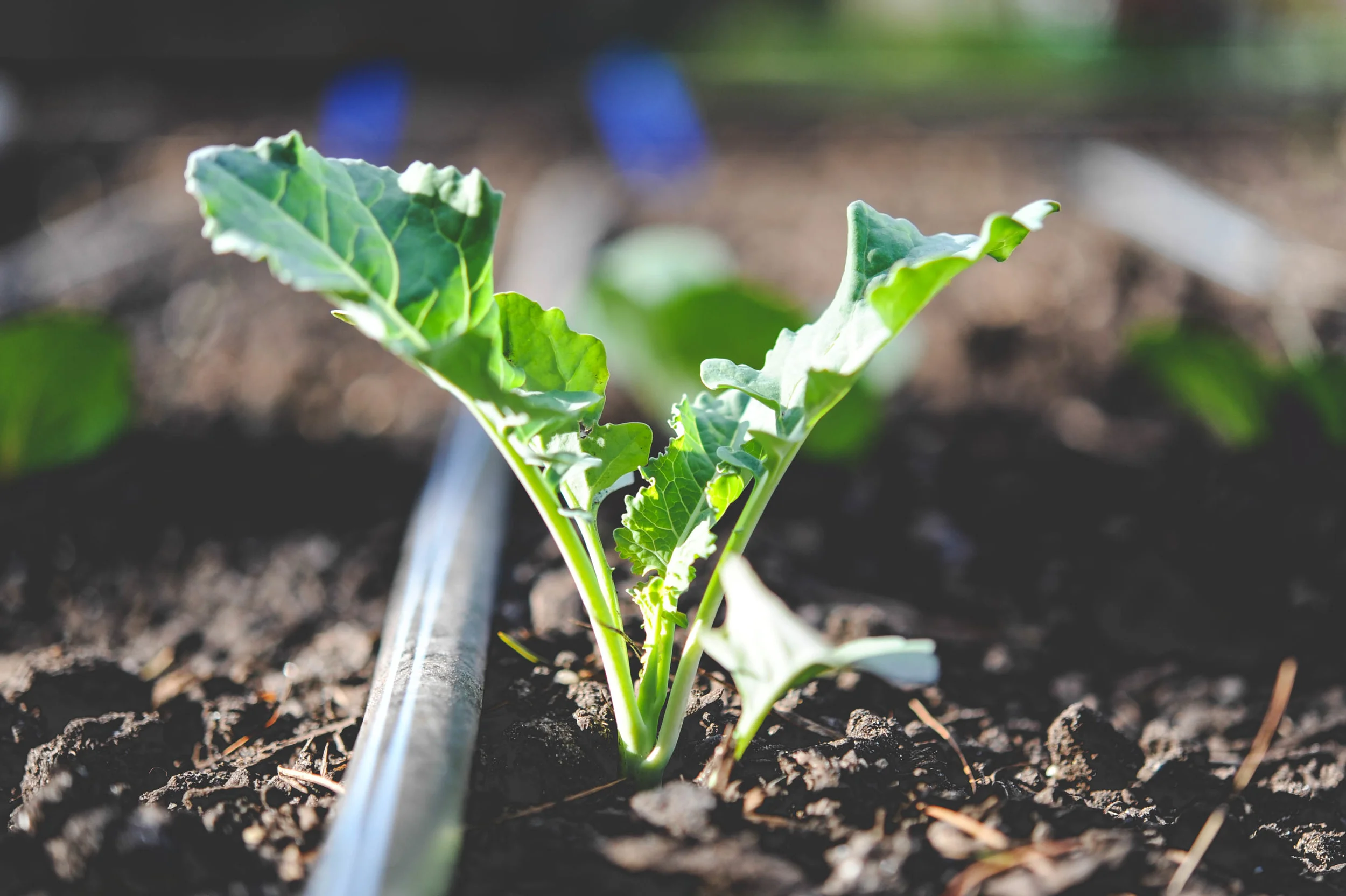 Drip Irrigation Farm Drip Irrigation Successful On Pima Cotton In El
