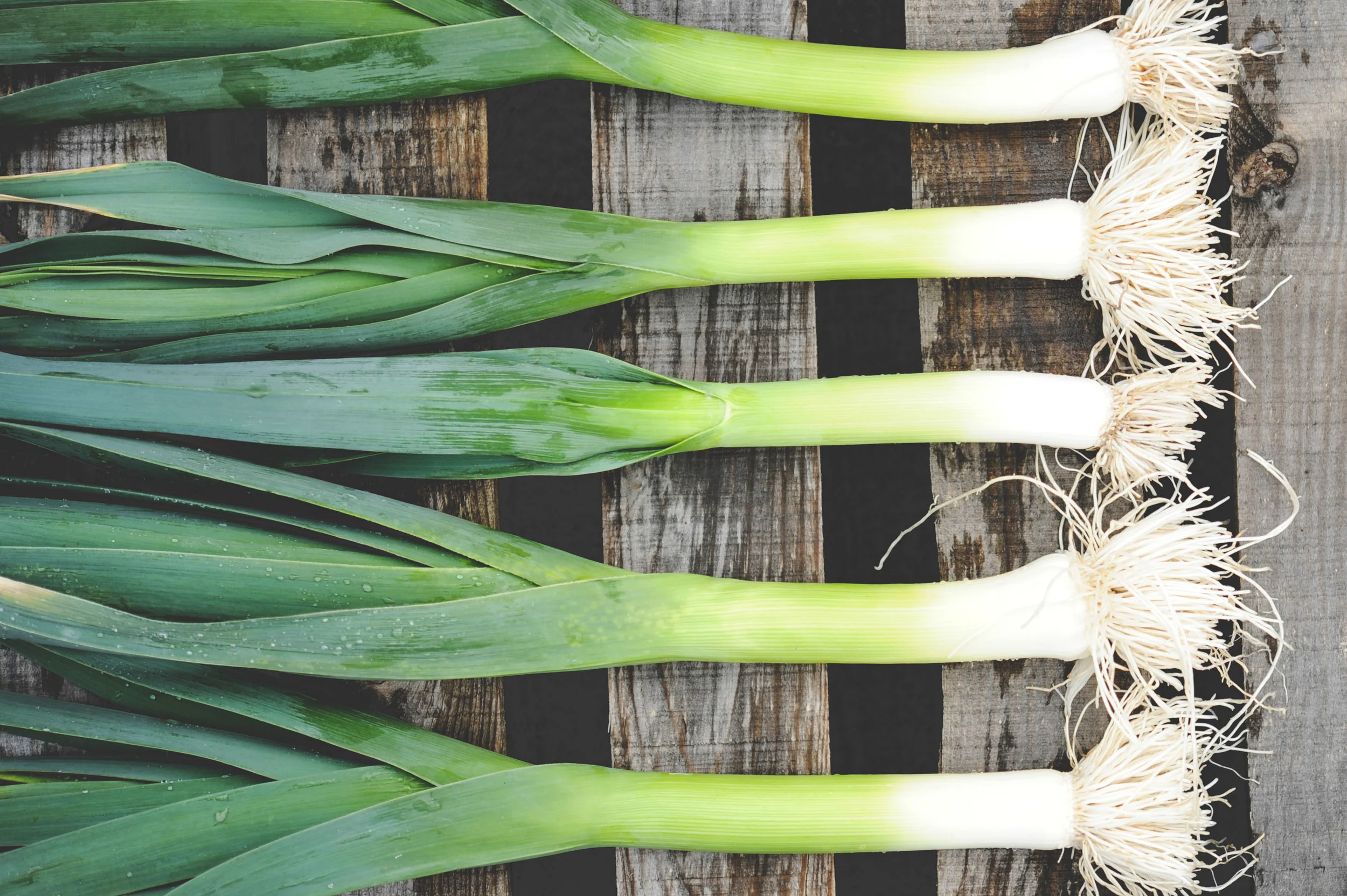 Unveiling the Fantastic Features of Alliums for Your Urban Farm
