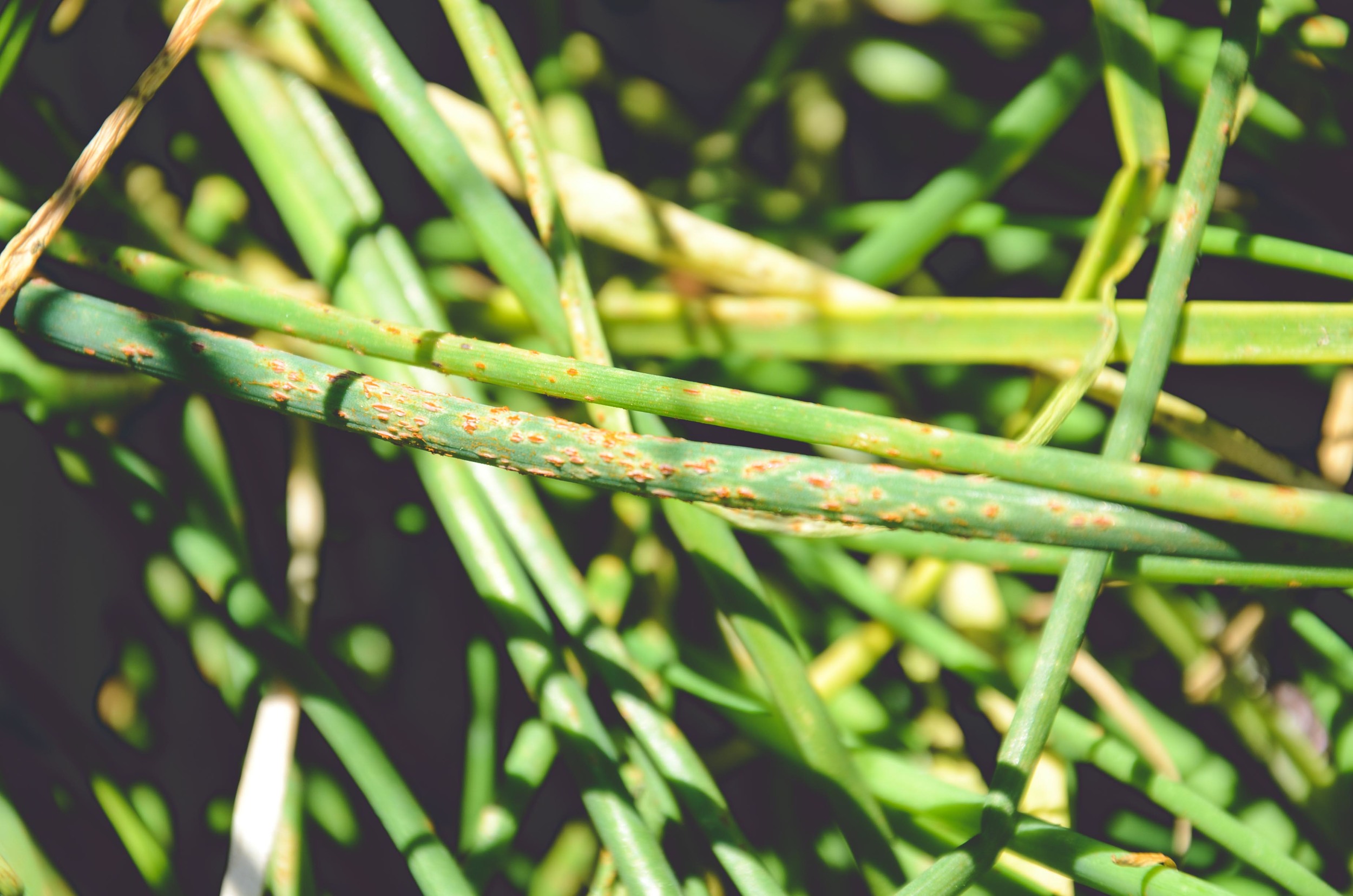 How Does Rust Affect The Plant's Ability To Grow Properly?
