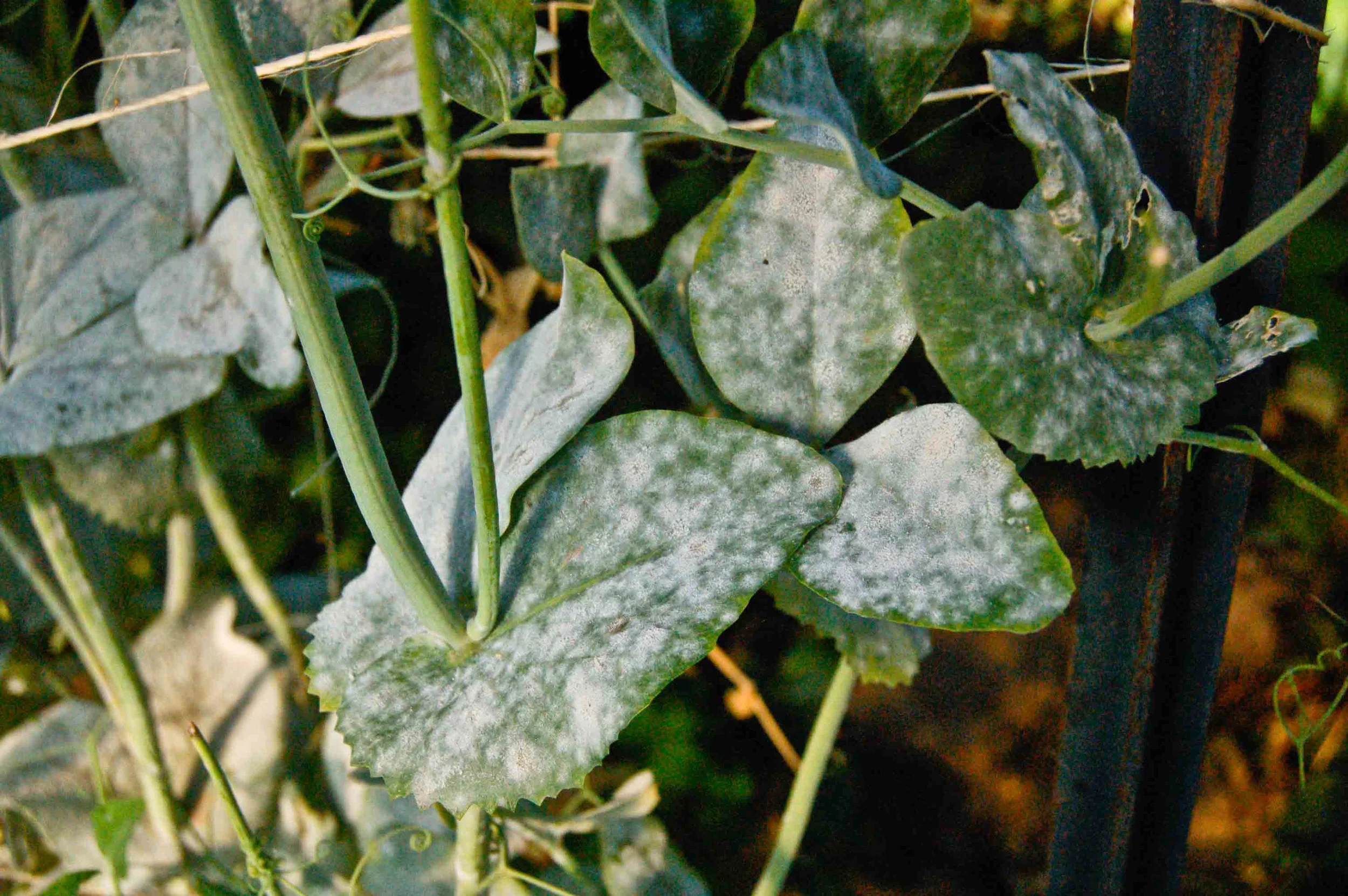 How to Prevent The Plants From Powdery Mildew