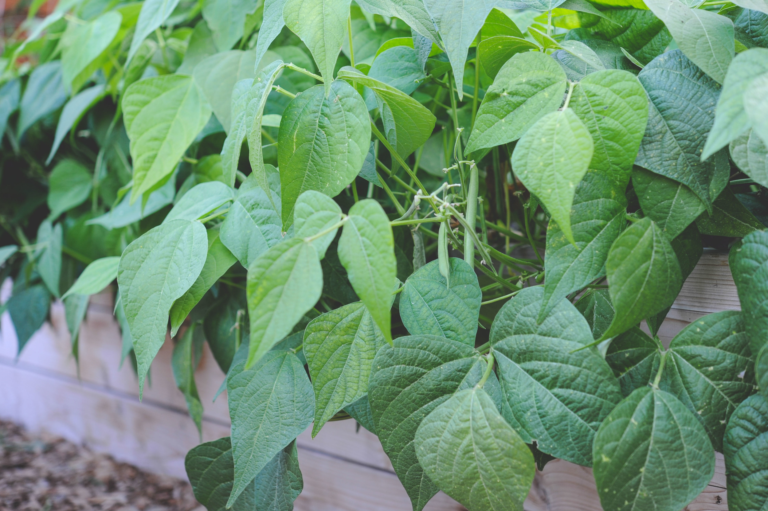 Reasons To Grow Bush Beans For Your Home Vegetable Garden