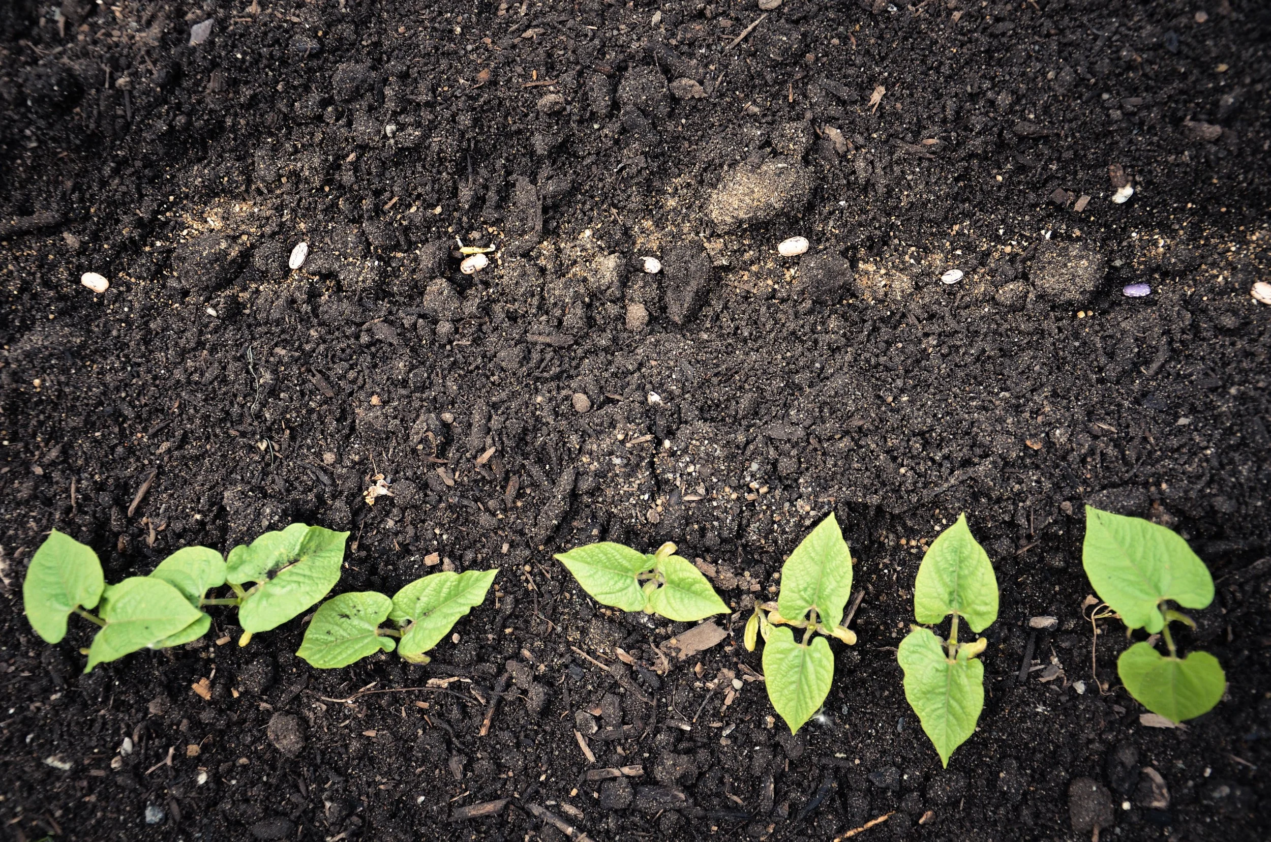 Reasons To Grow Bush Beans For Your Home Vegetable Garden