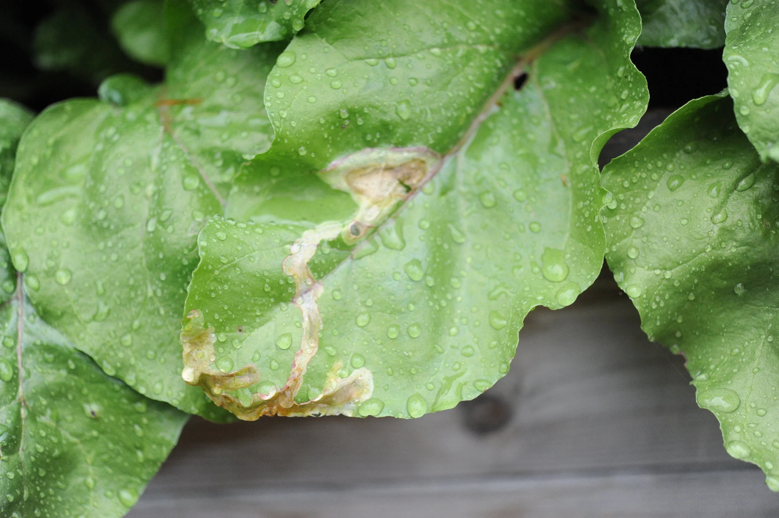 How Leaf Miners Affect Plant Species And How It Looks