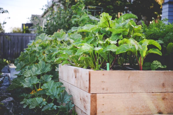 Guidance on Transplants, Quantities, and Selecting the Right Varieties