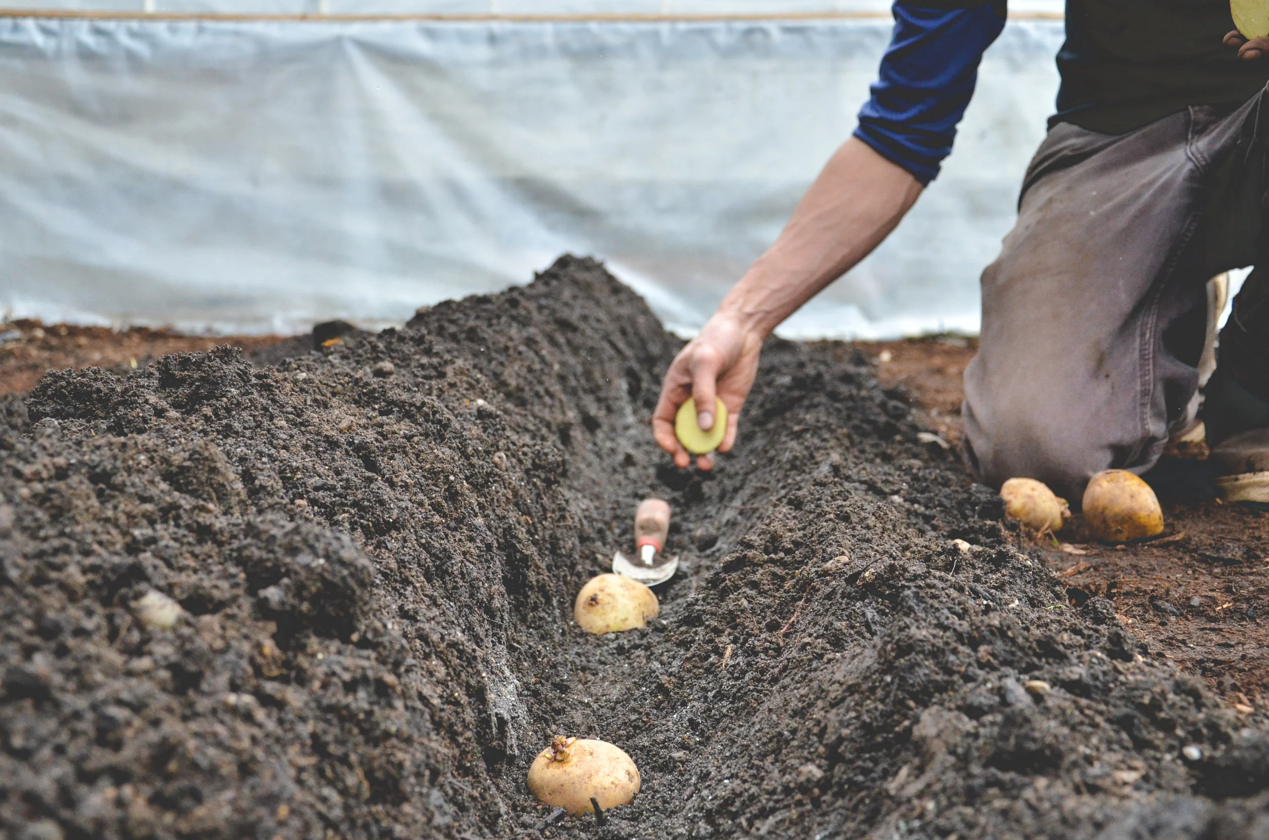 Growing Tips For Potato By Encyclopedia Botanica Podcast