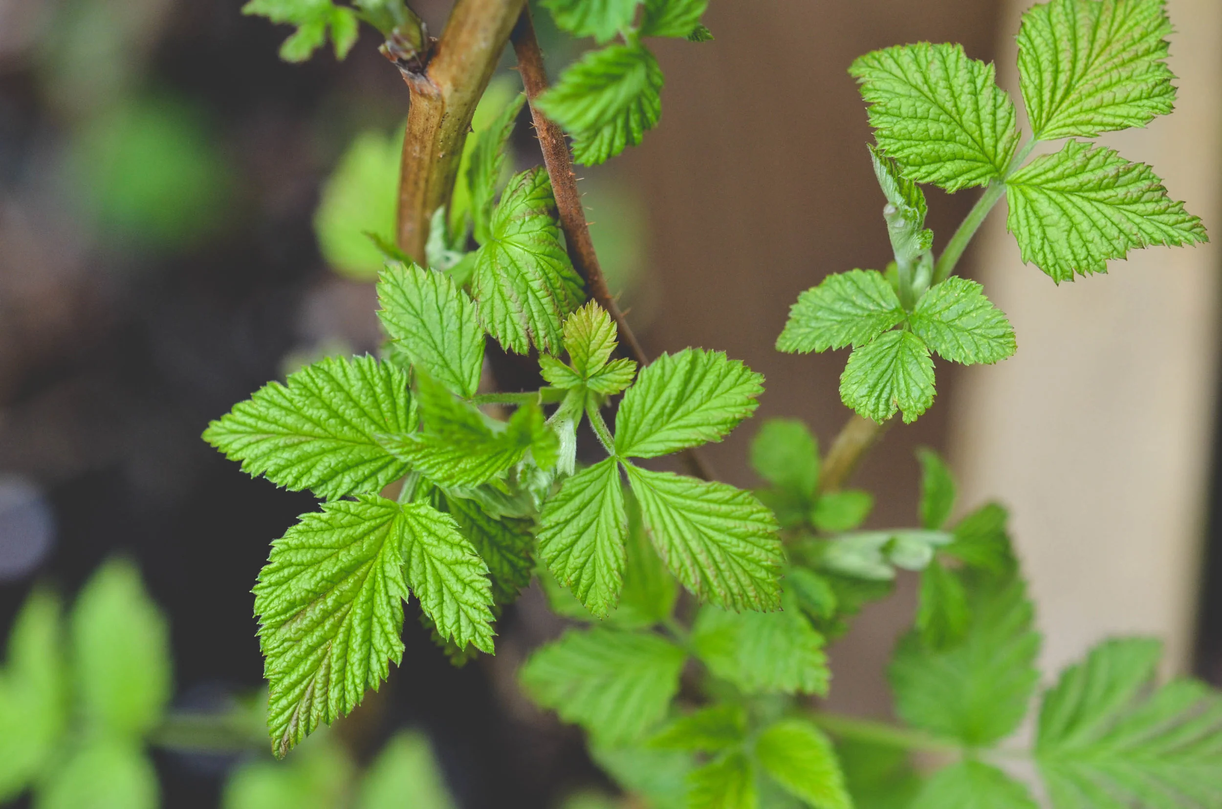 Berries — Freyr Trellis Delights: Grow Your Favorite Crops