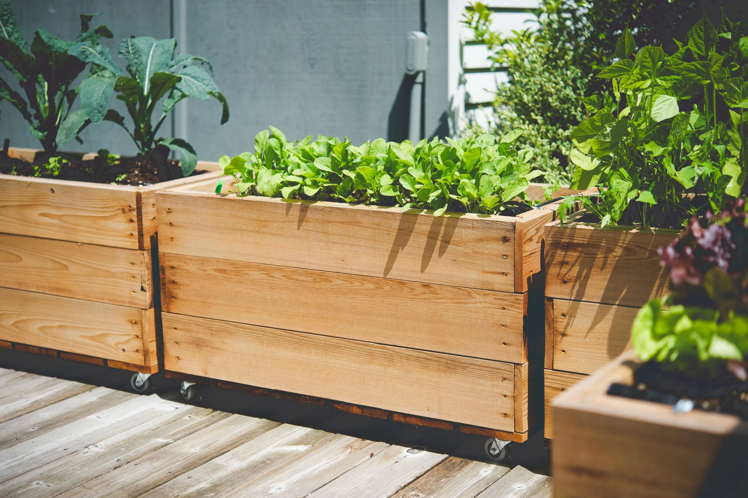 Thriving in Containers: A Guide to Successful Gardening