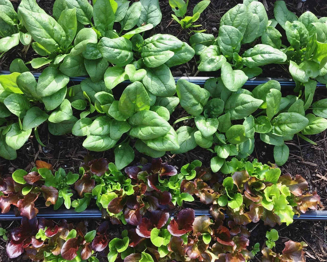 Succession Planting Demystified: Short Season Crop Tips