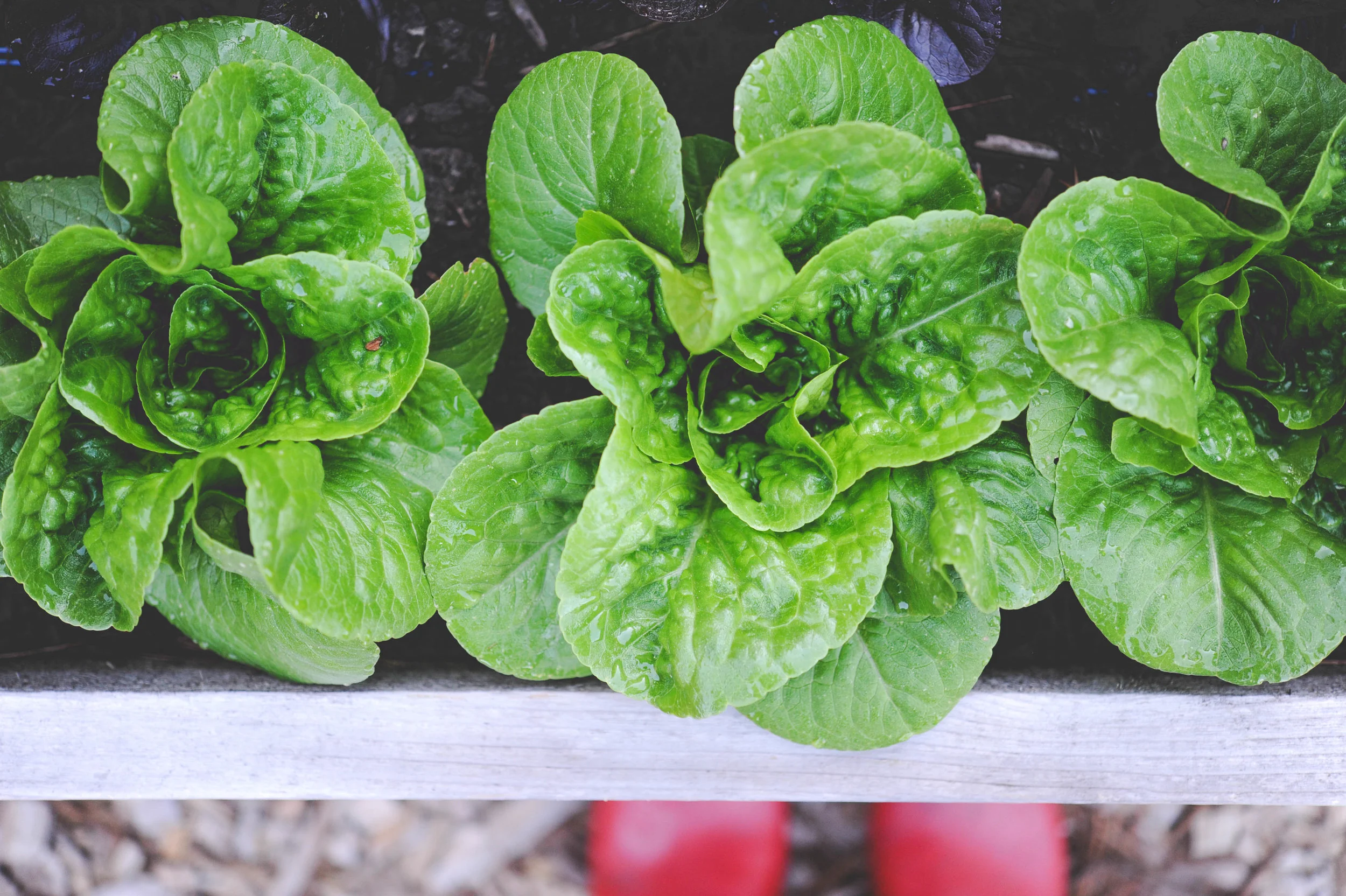 Succession Planting Demystified: Short Season Crop Tips