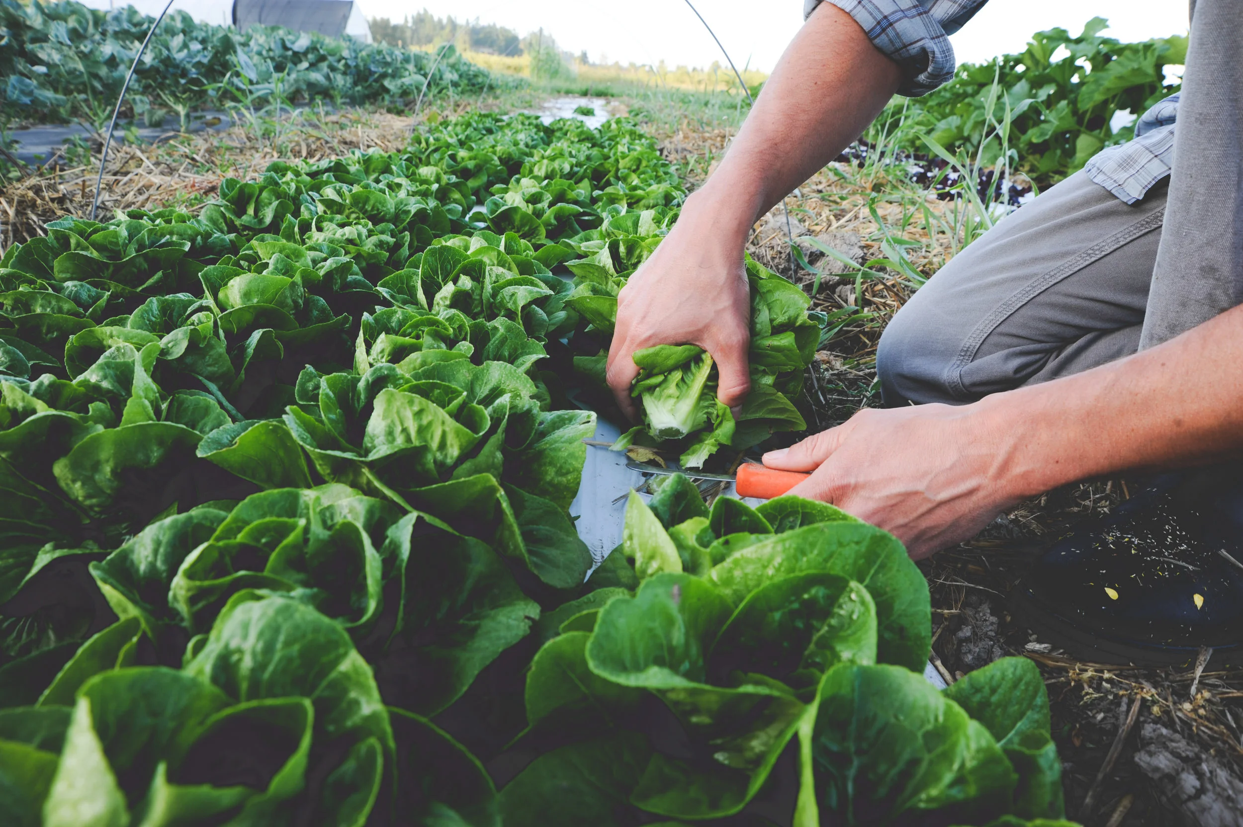 Succession Planting Demystified: Short Season Crop Tips