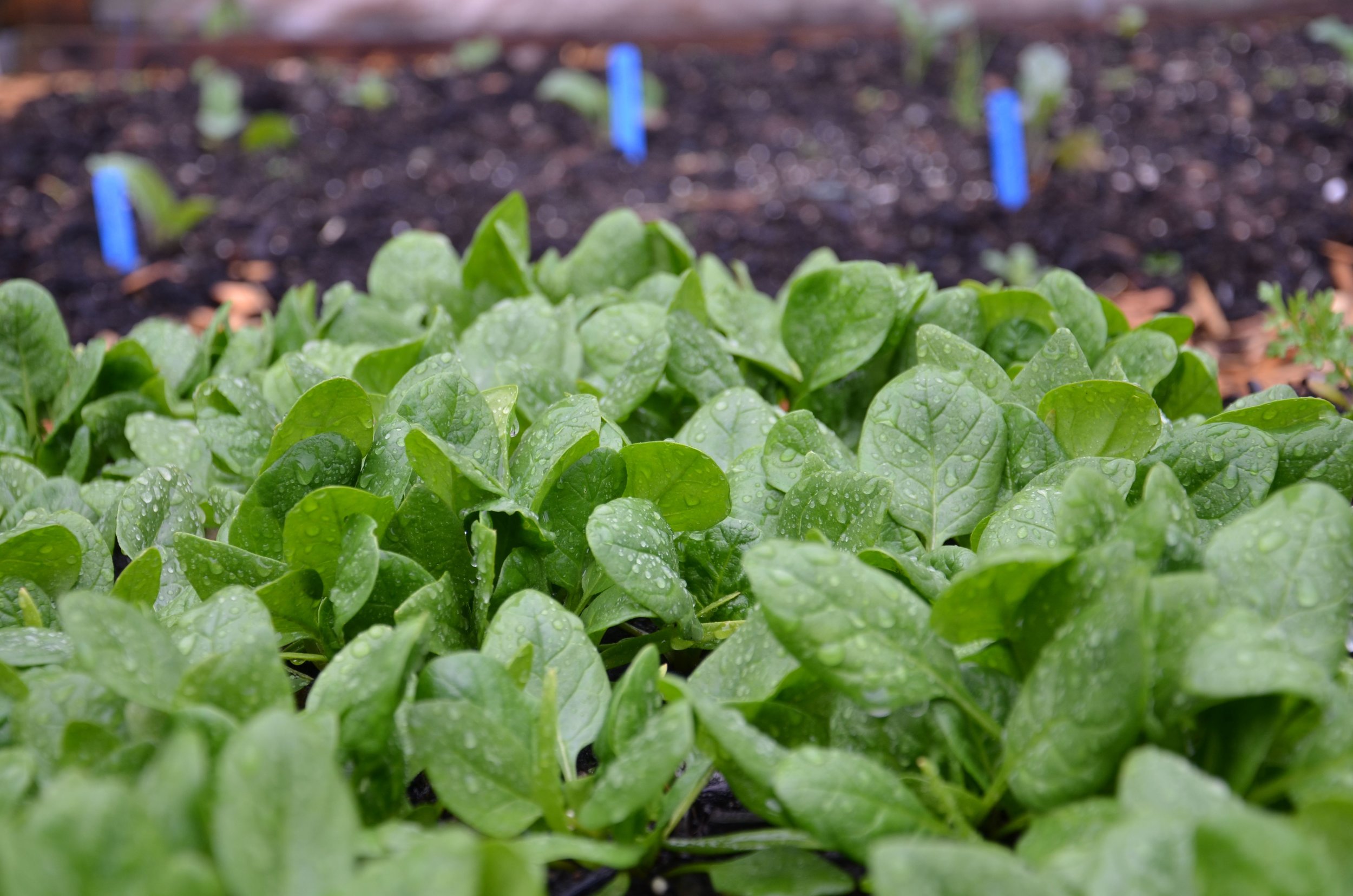 Spinach Gardening Wisdom: Mastering Planting & Overwintering