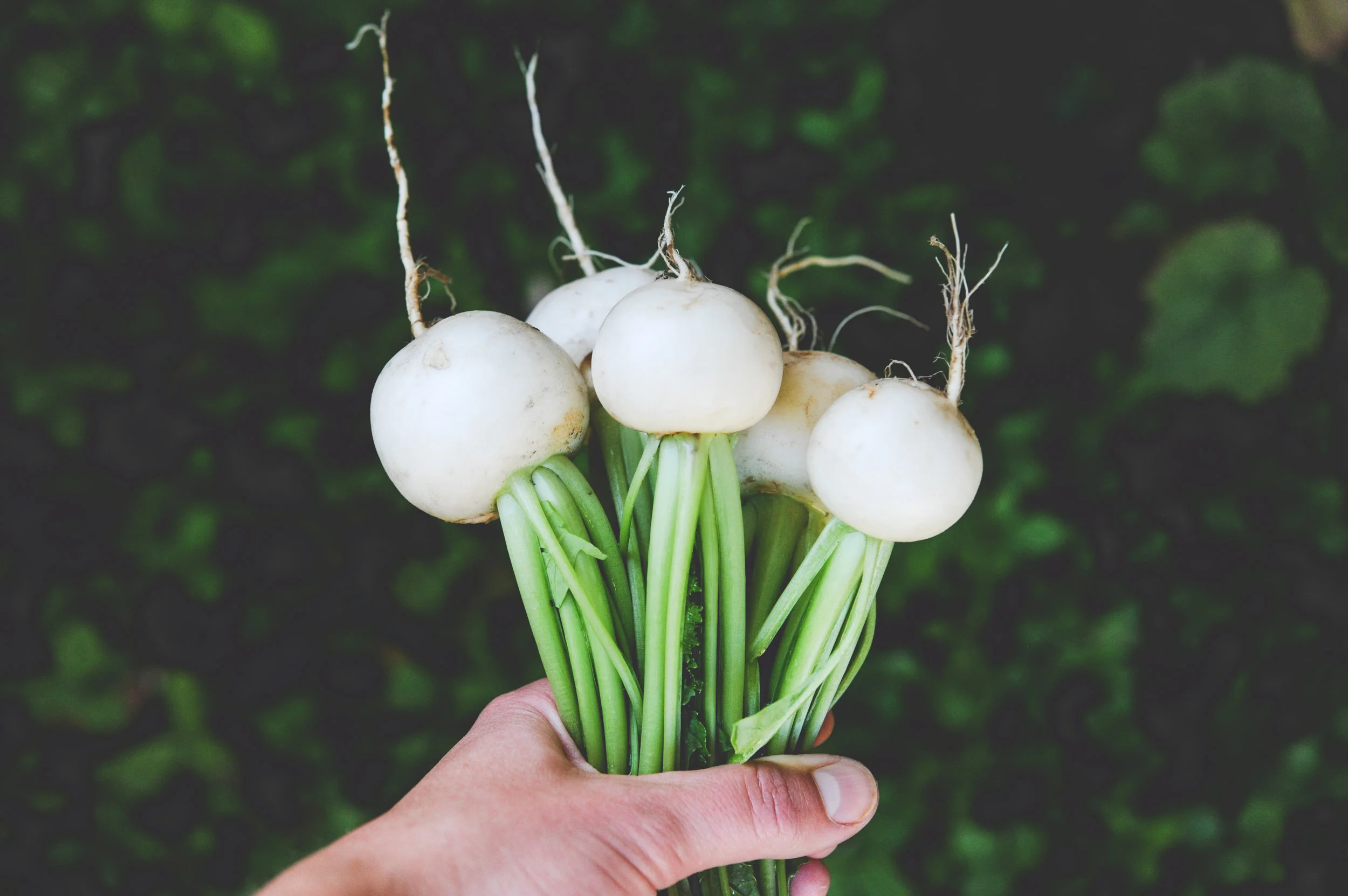 Rapid Harvest Countdown: Late-Summer Crops in 40 Days