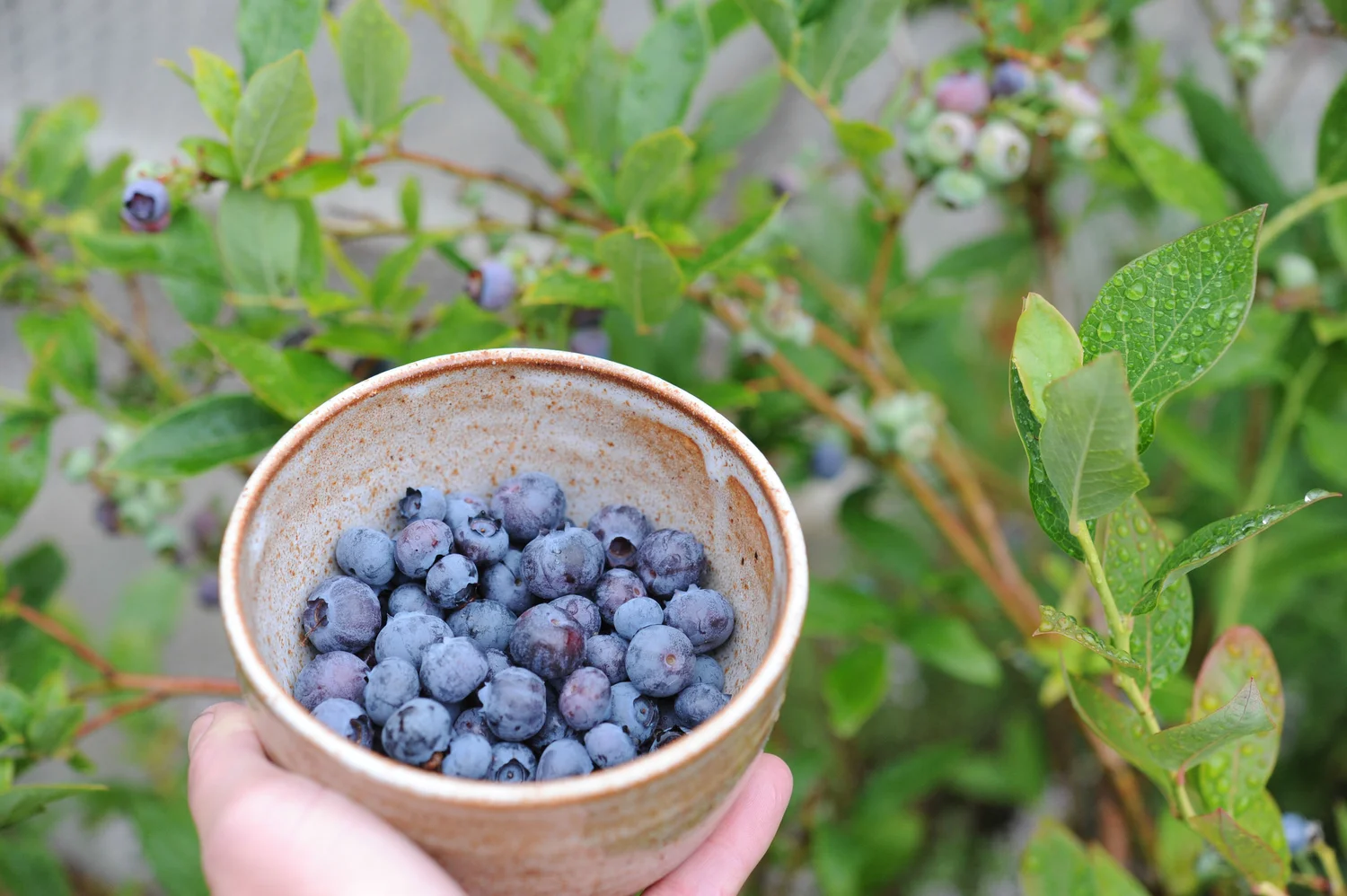 Bare-Root Perennials Demystified: Talk with Kathy Boullin