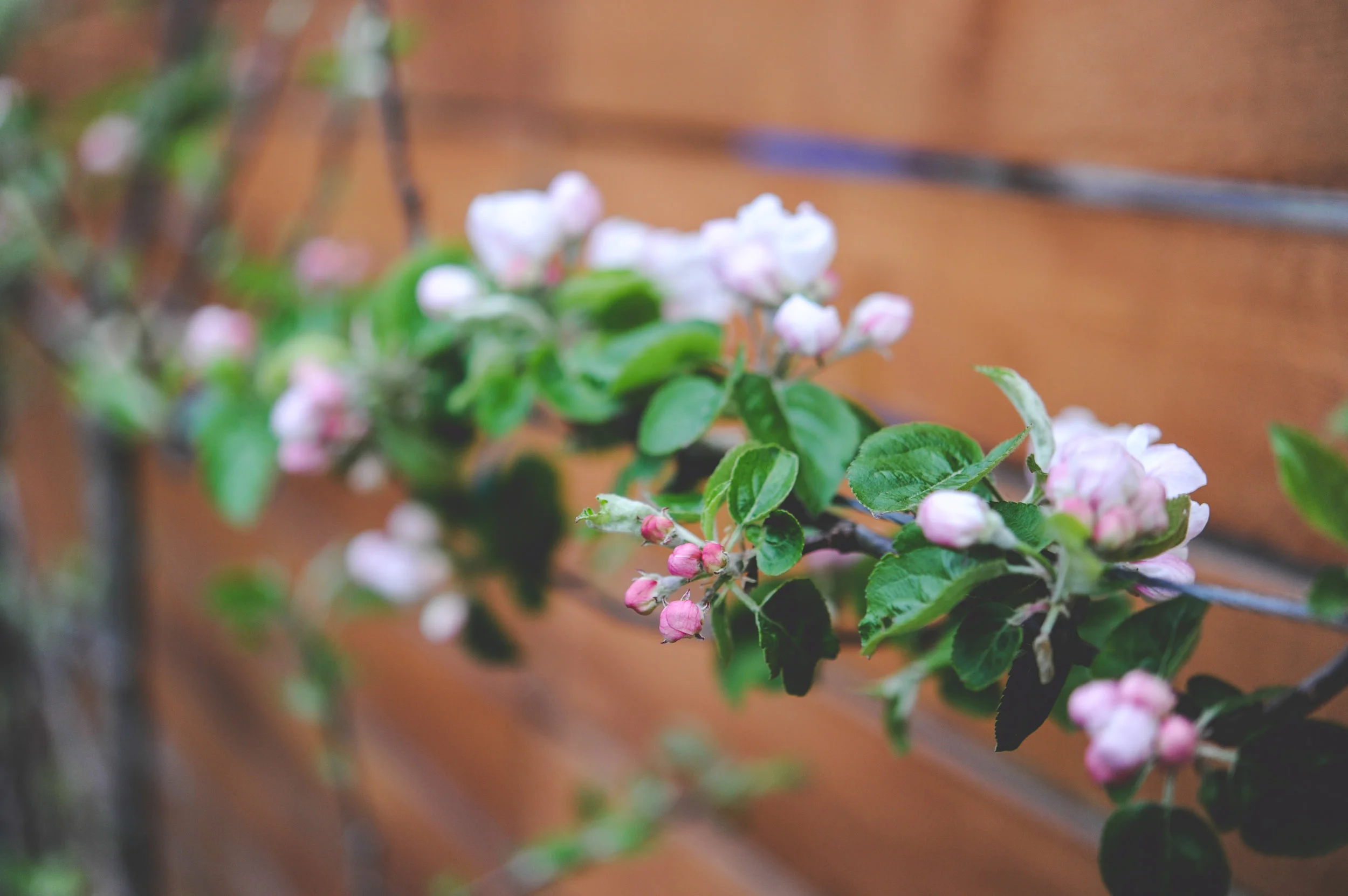 Episode 97: Fruit Trees with Tara Austen Weaver