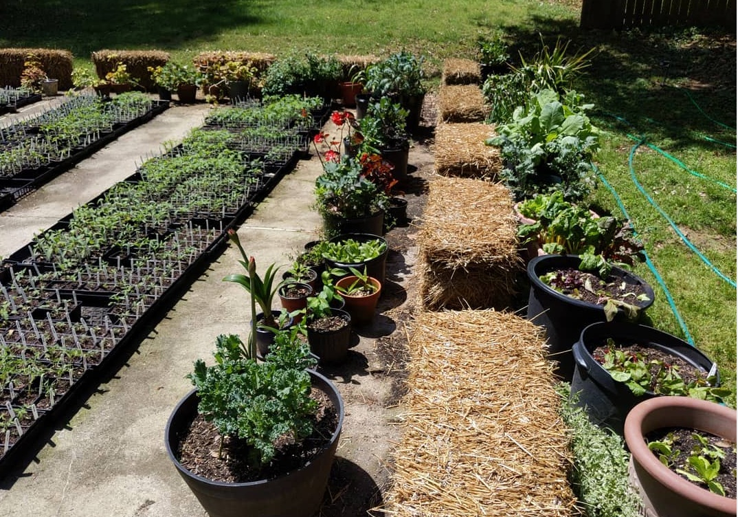 Straw Bale Gardening Mastery: A Chat with Craig LeHoullier