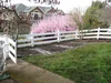 Wood-Framed vs Mounded Bed: Navigating Your Garden Landscape