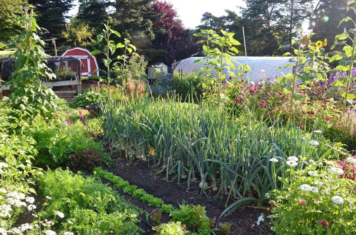 Wood-Framed vs Mounded Bed: Navigating Your Garden Landscape