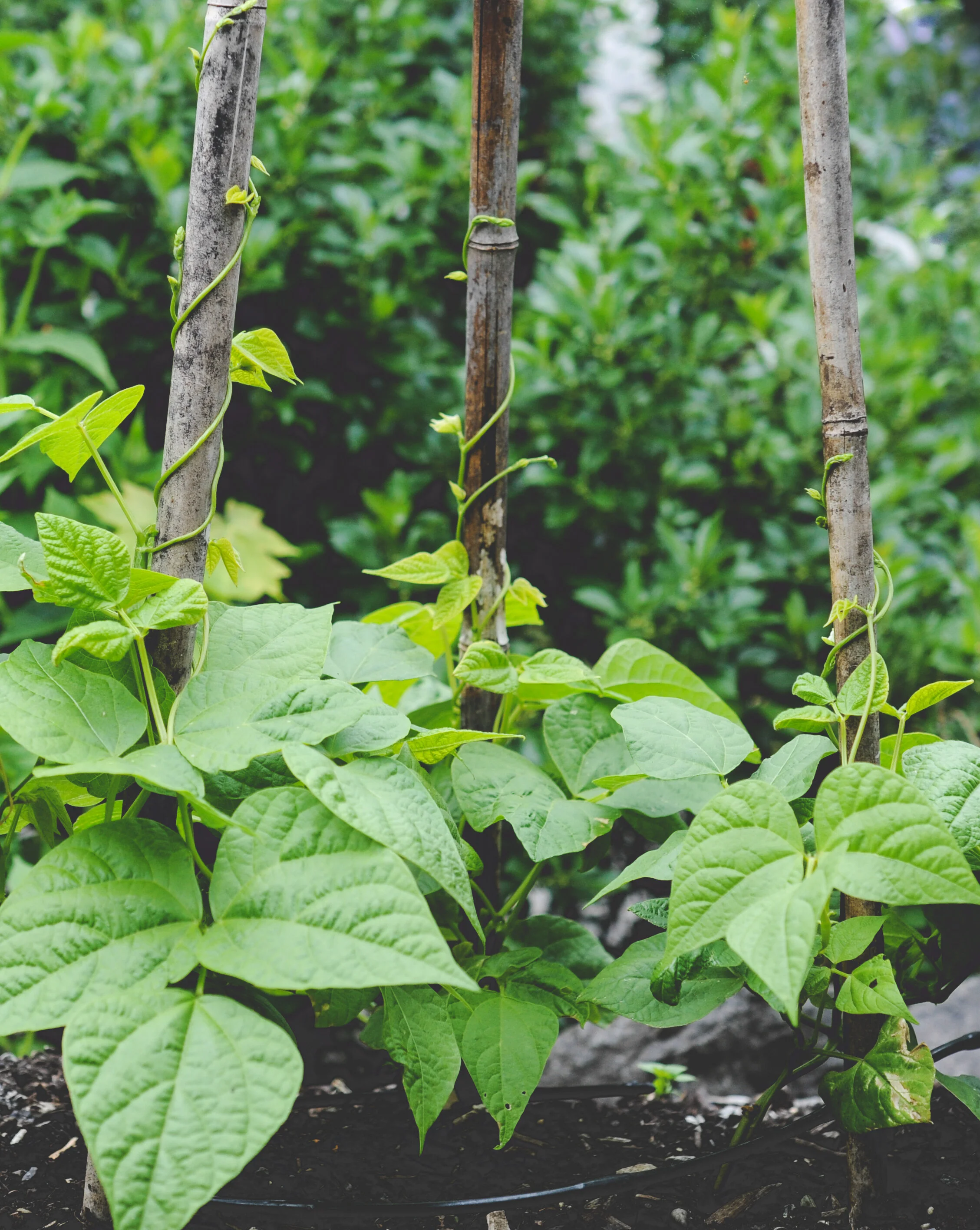 Little Gardeners, Big Adventures: Summer Crops for Kids