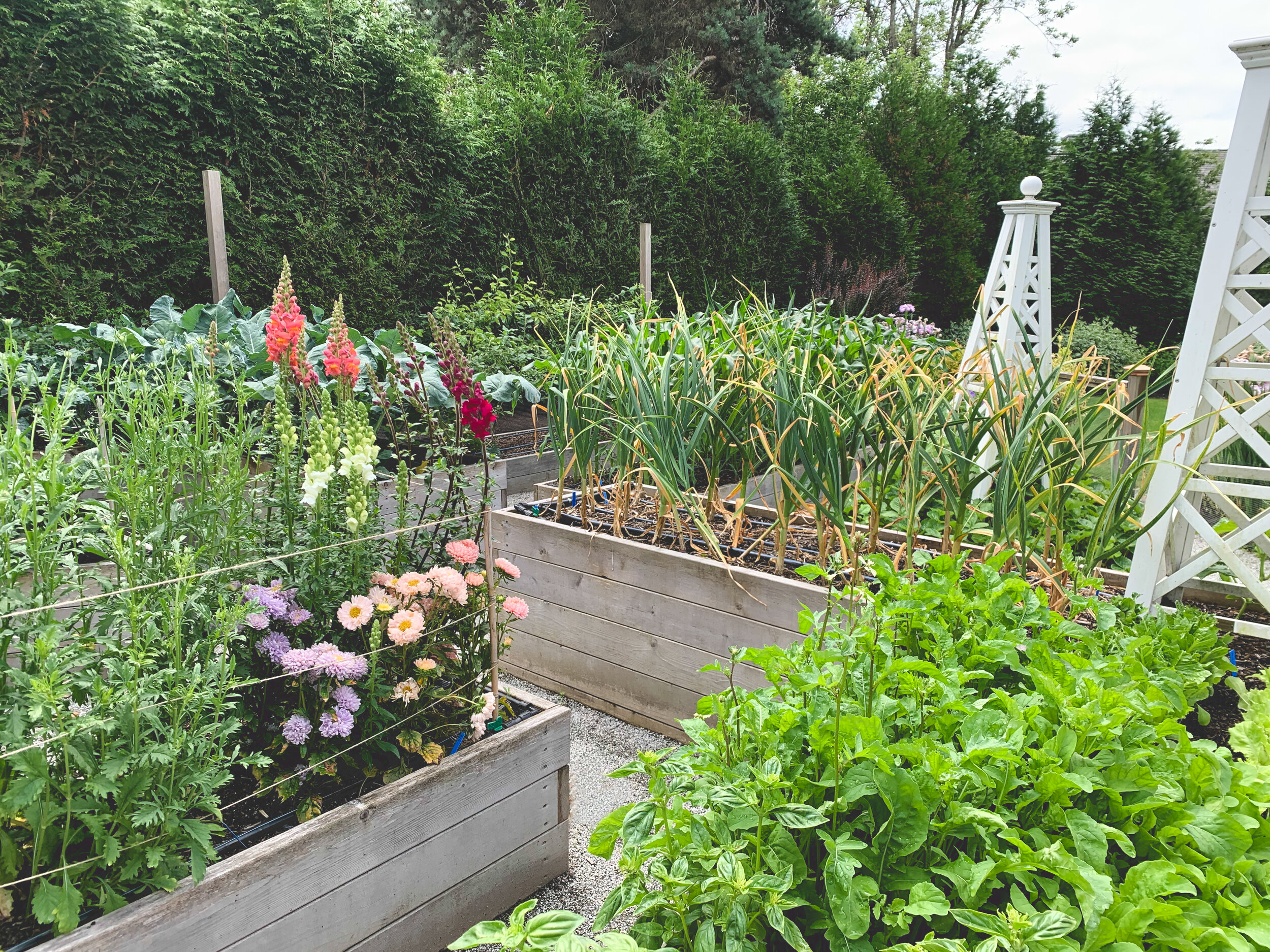 Urban Vegetable Garden Plans