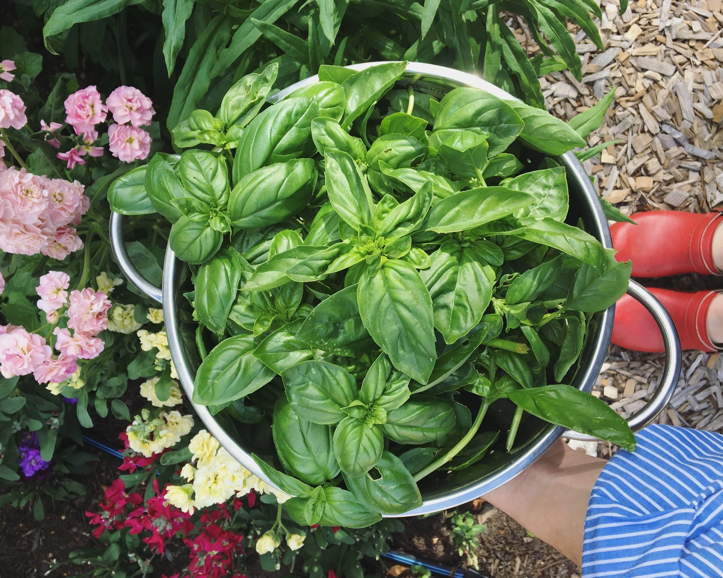 Mastering Basil: A Guide to Successful Growth in the PNW