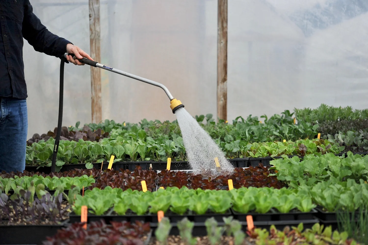 Growing Vegetable Transplants at Home