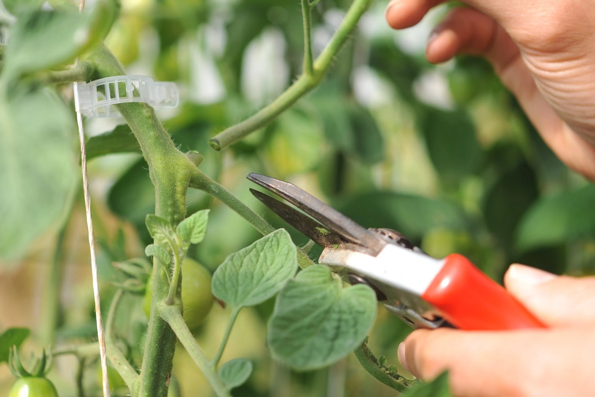 Tomato Triumph: Fall Care Strategies for Flavorful Harvests