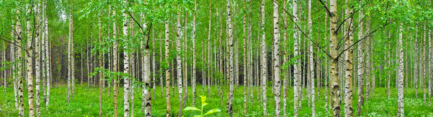 Contact — Snowfall Press