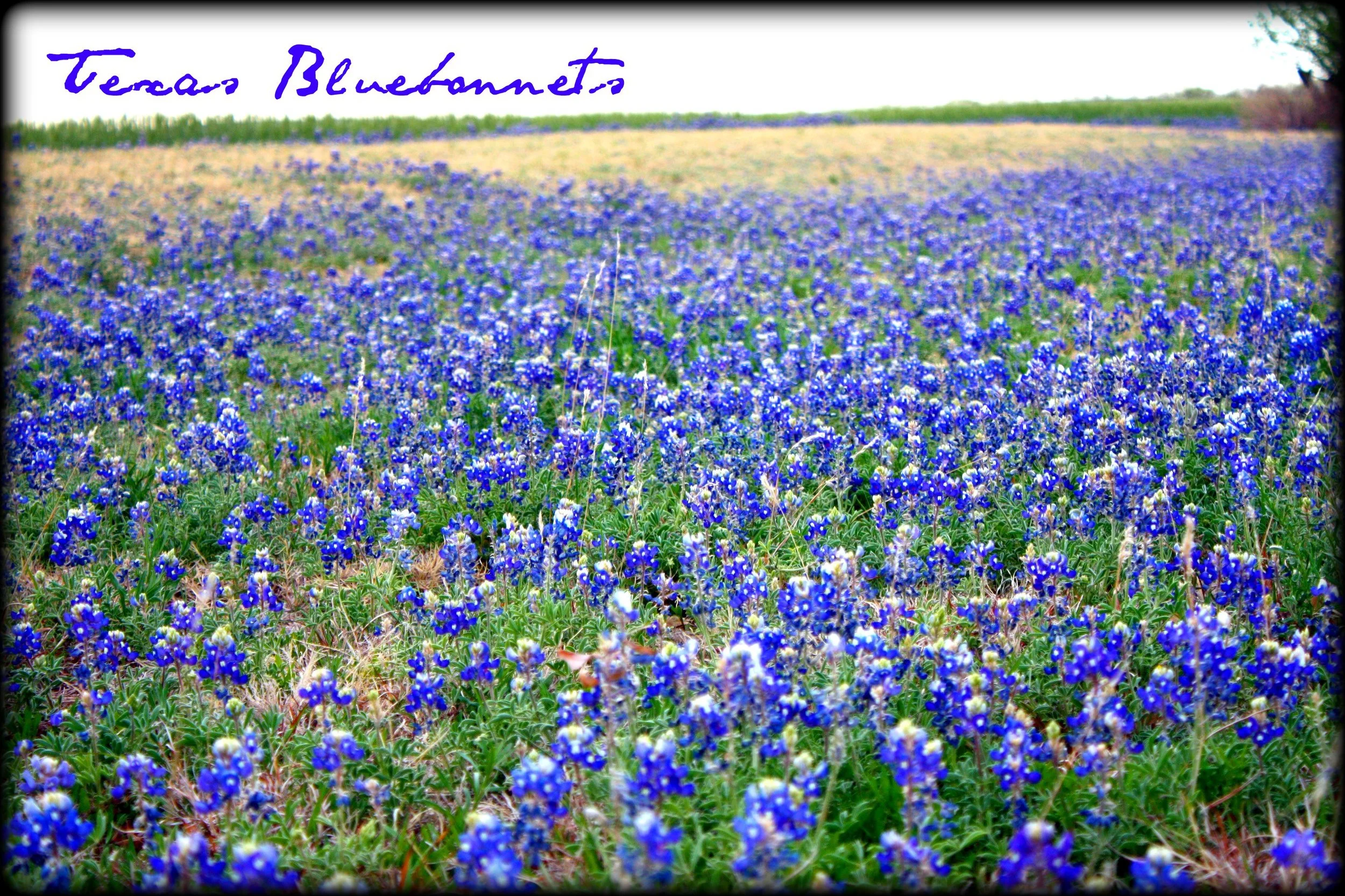 FAQ — Snowfall Press