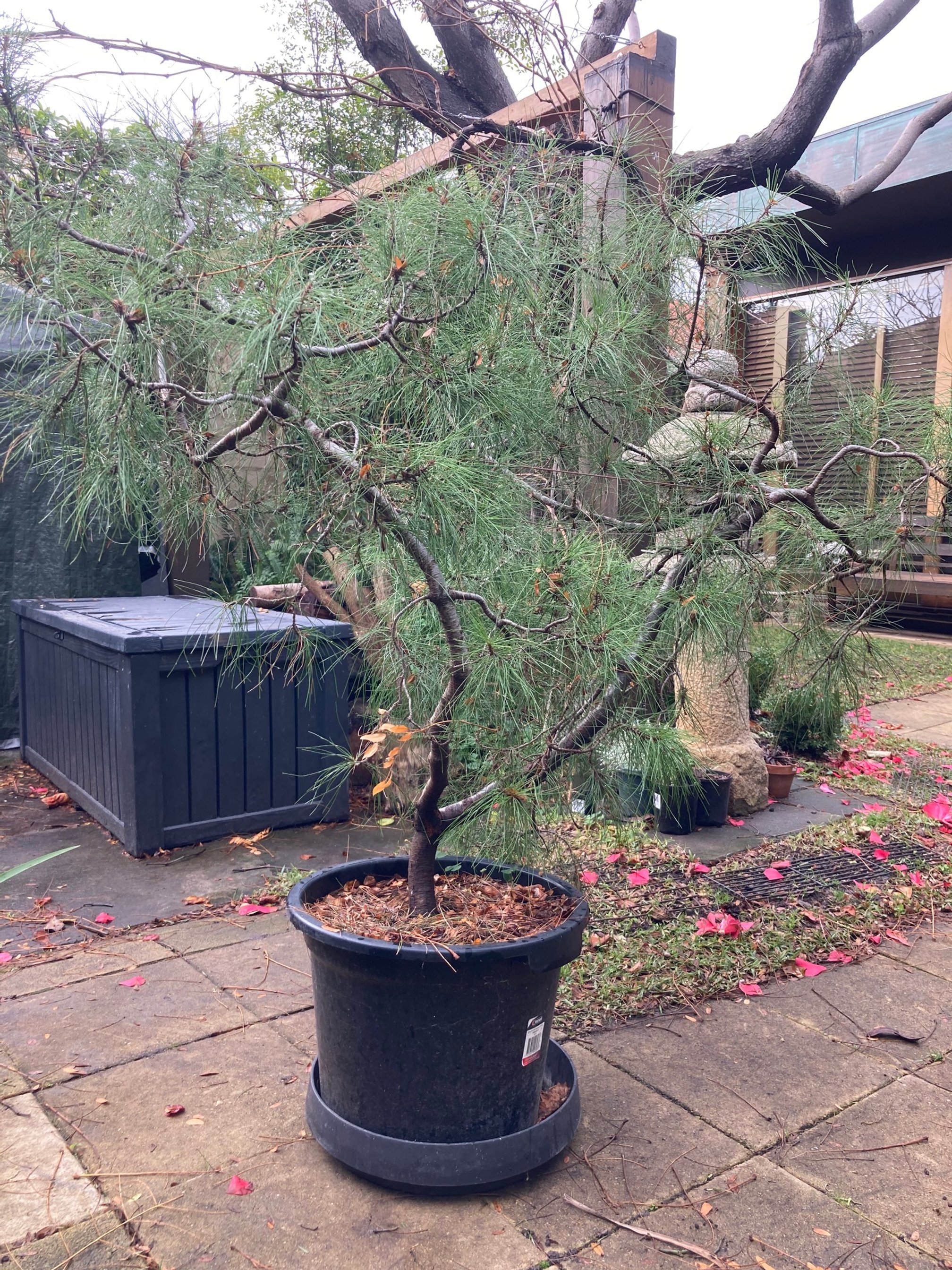 About — The Gallipoli Lone Pine