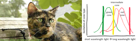 NeuWrite West -- Ask a Neuroscientist: Human Tetrachromacy