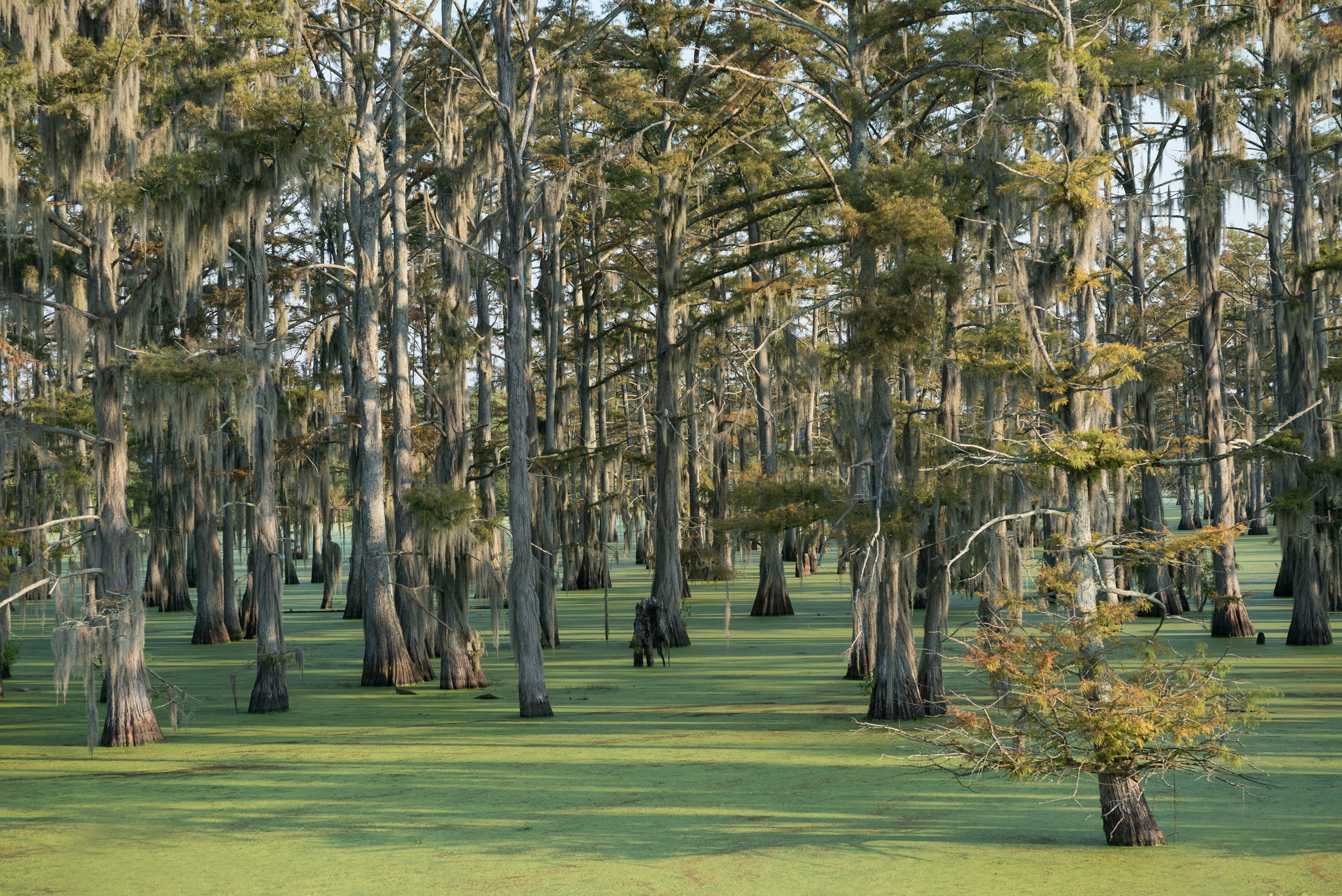 A swamp in the Delta of Mississippi — Small Town Big World