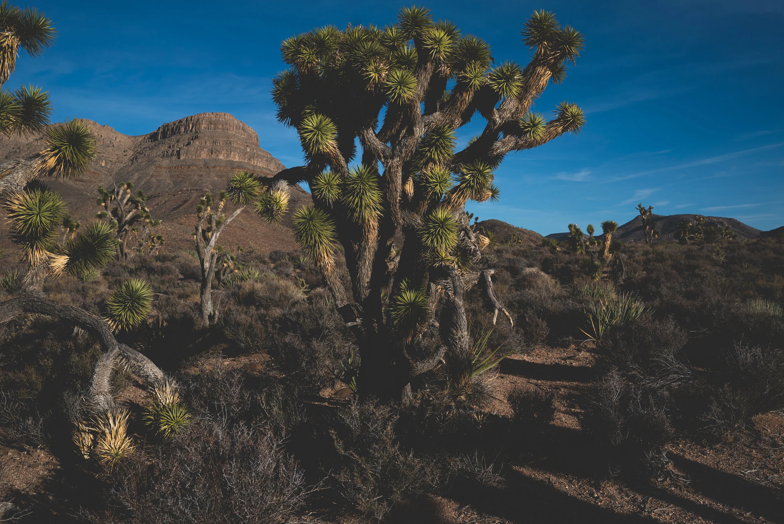 The Joshua Tree — Small Town Big World
