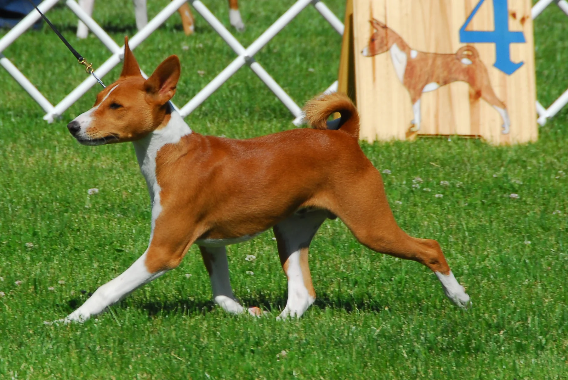 Our Dogs — Basenji Club of Northern California